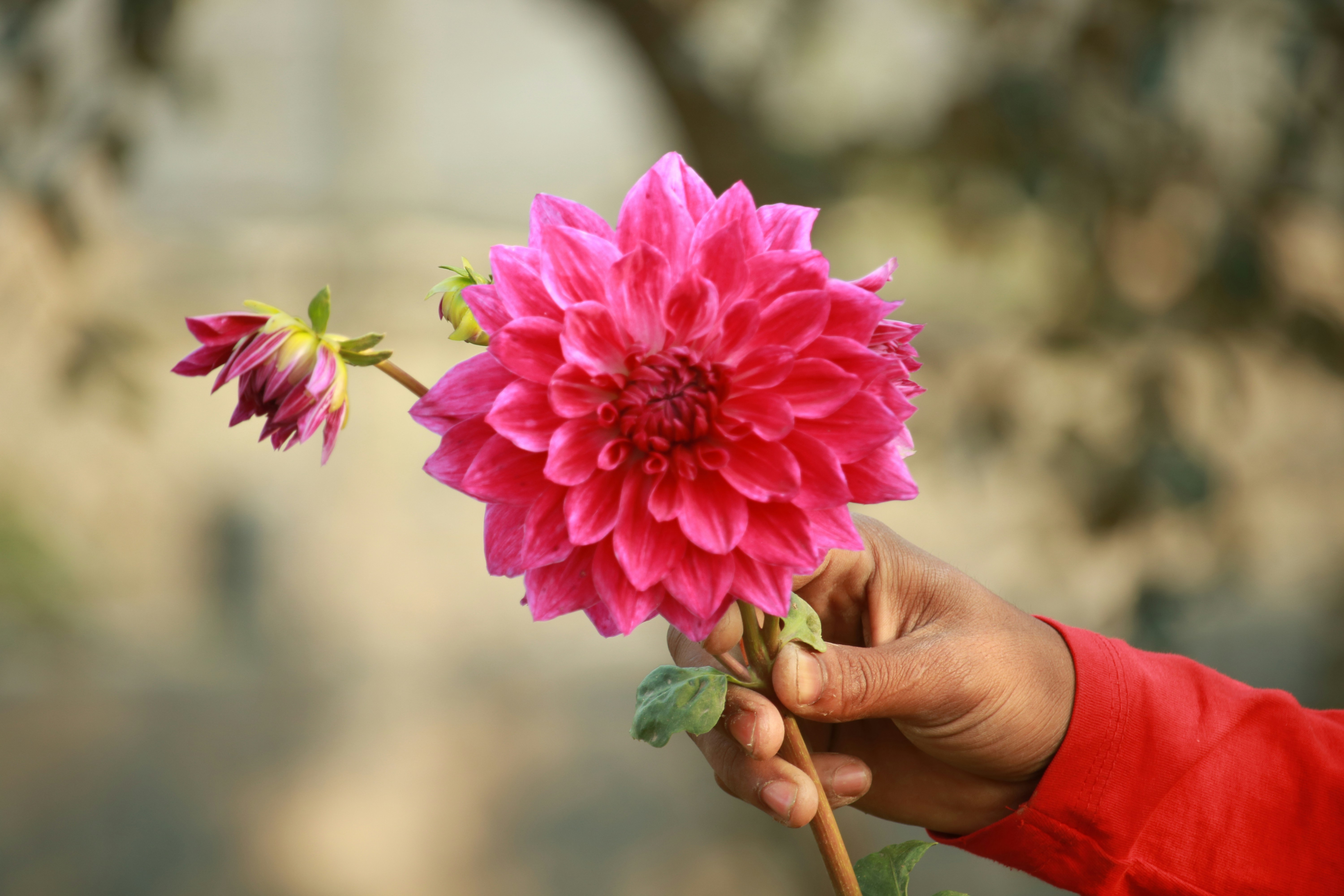 Crimson Dahlia in a Red-Sleeved Hand: A Bold Cropped Moment