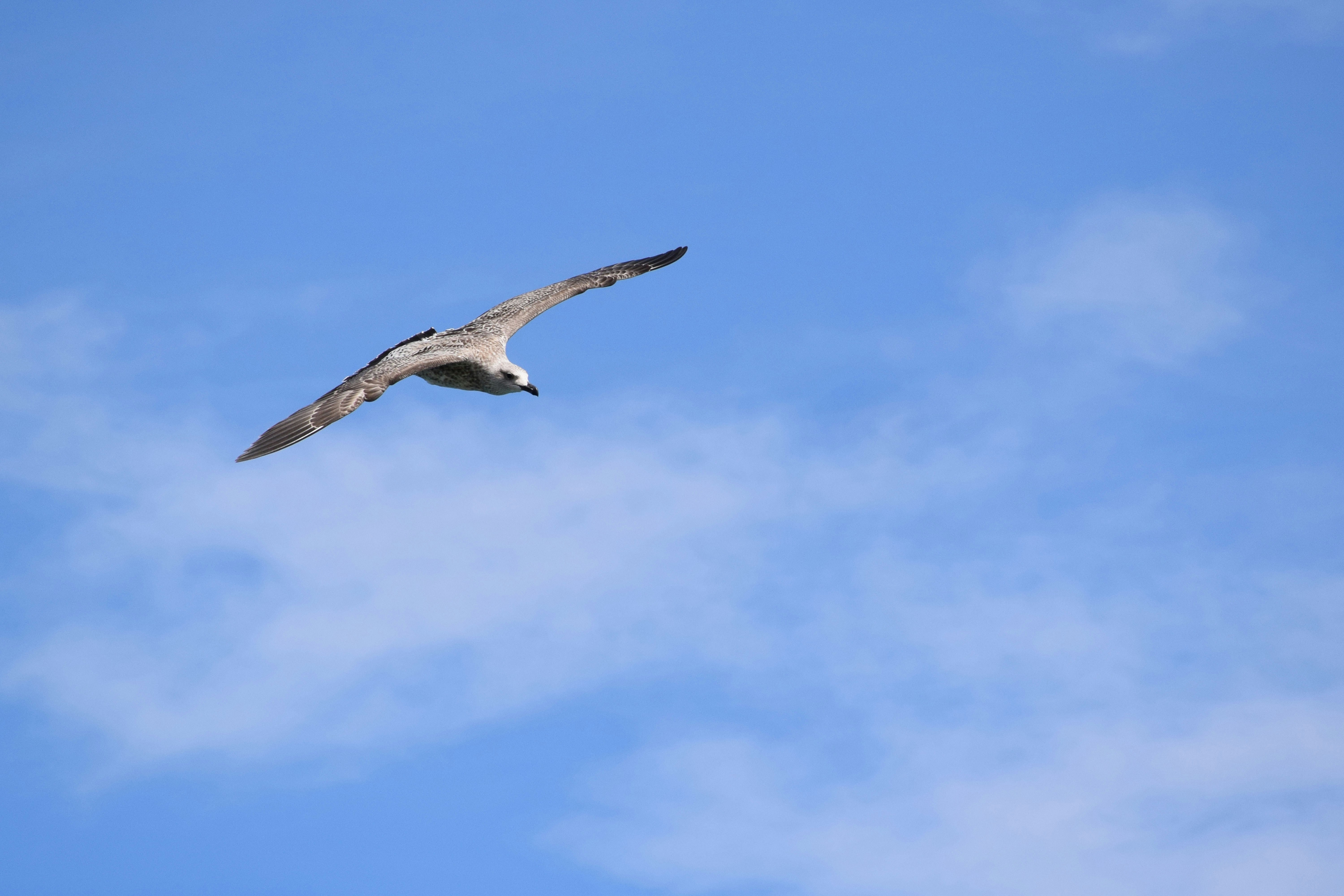 Seagull soaring through a clear blue sky with wispy clouds.