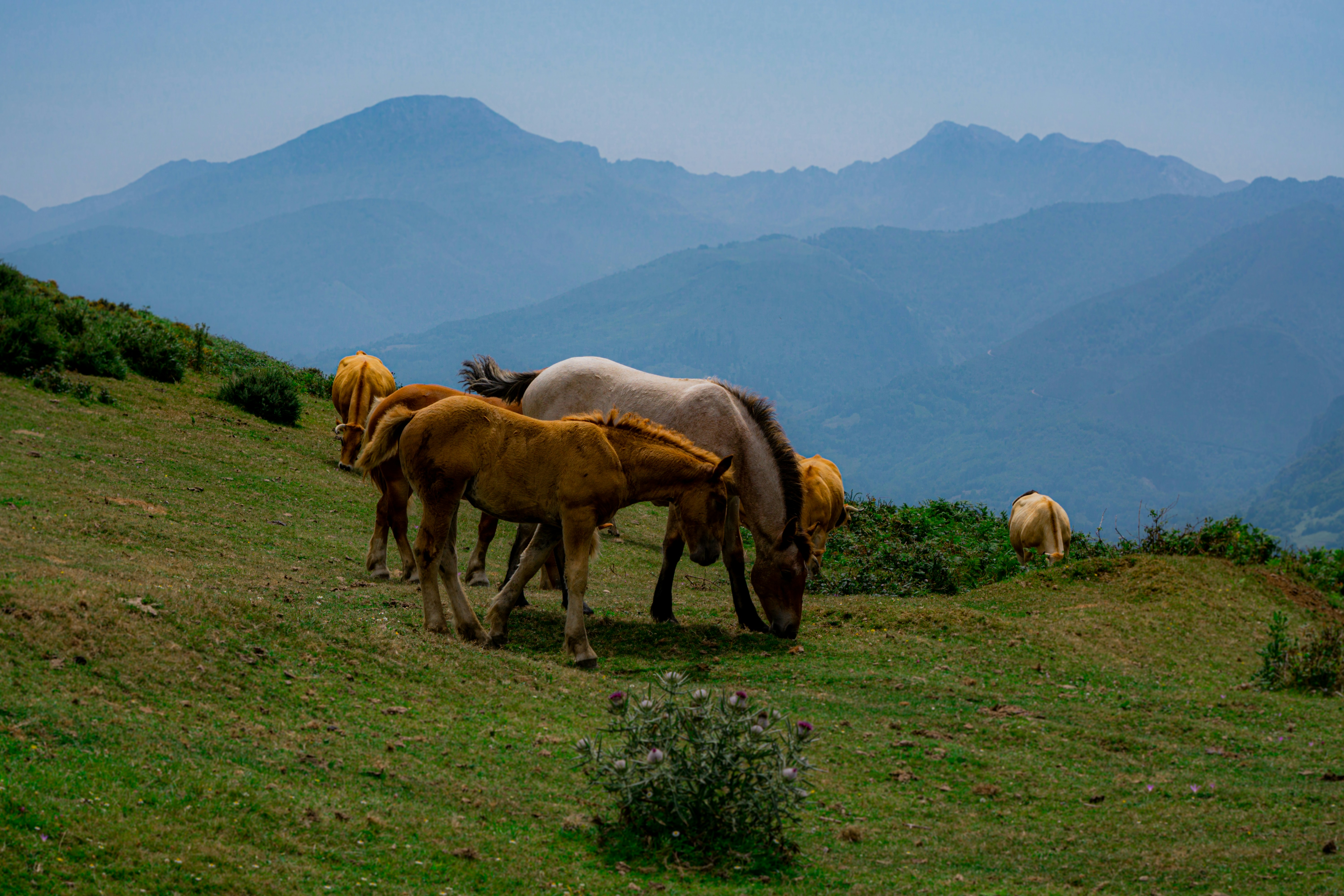 Horses grazing in the mountains surrounded by cows.  | herd of cow on green grass field during daytime