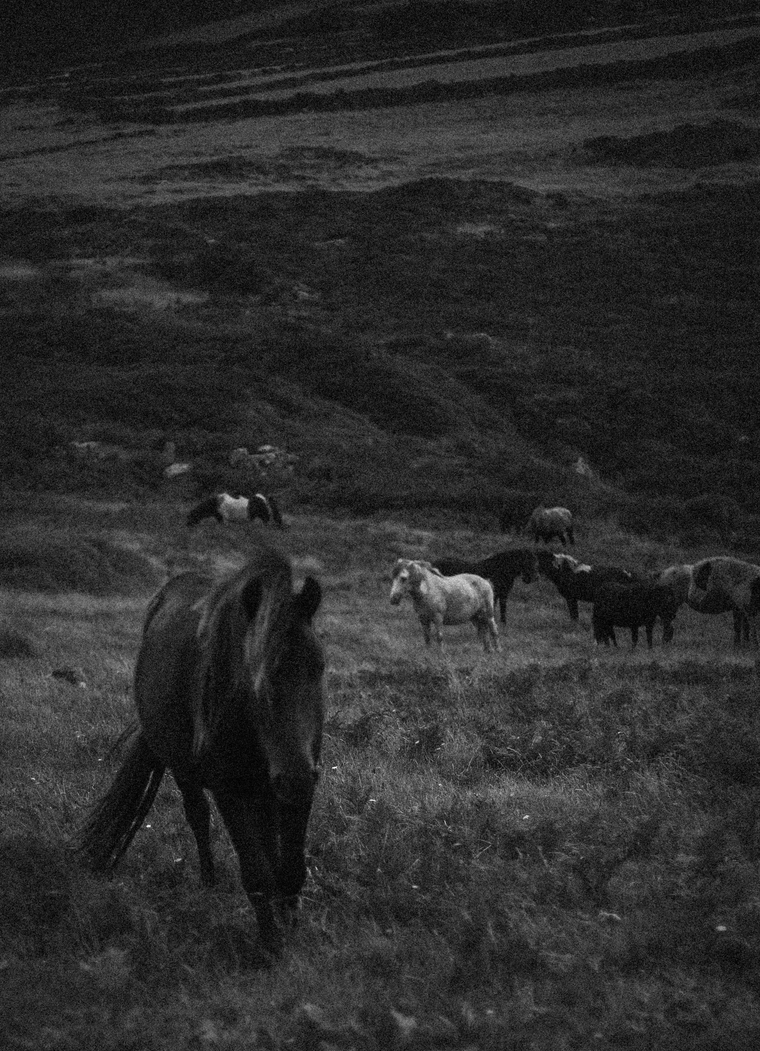 A solitary horse grazes in the foreground with a herd of horses scattered in the background, set against a moody, textured landscape.