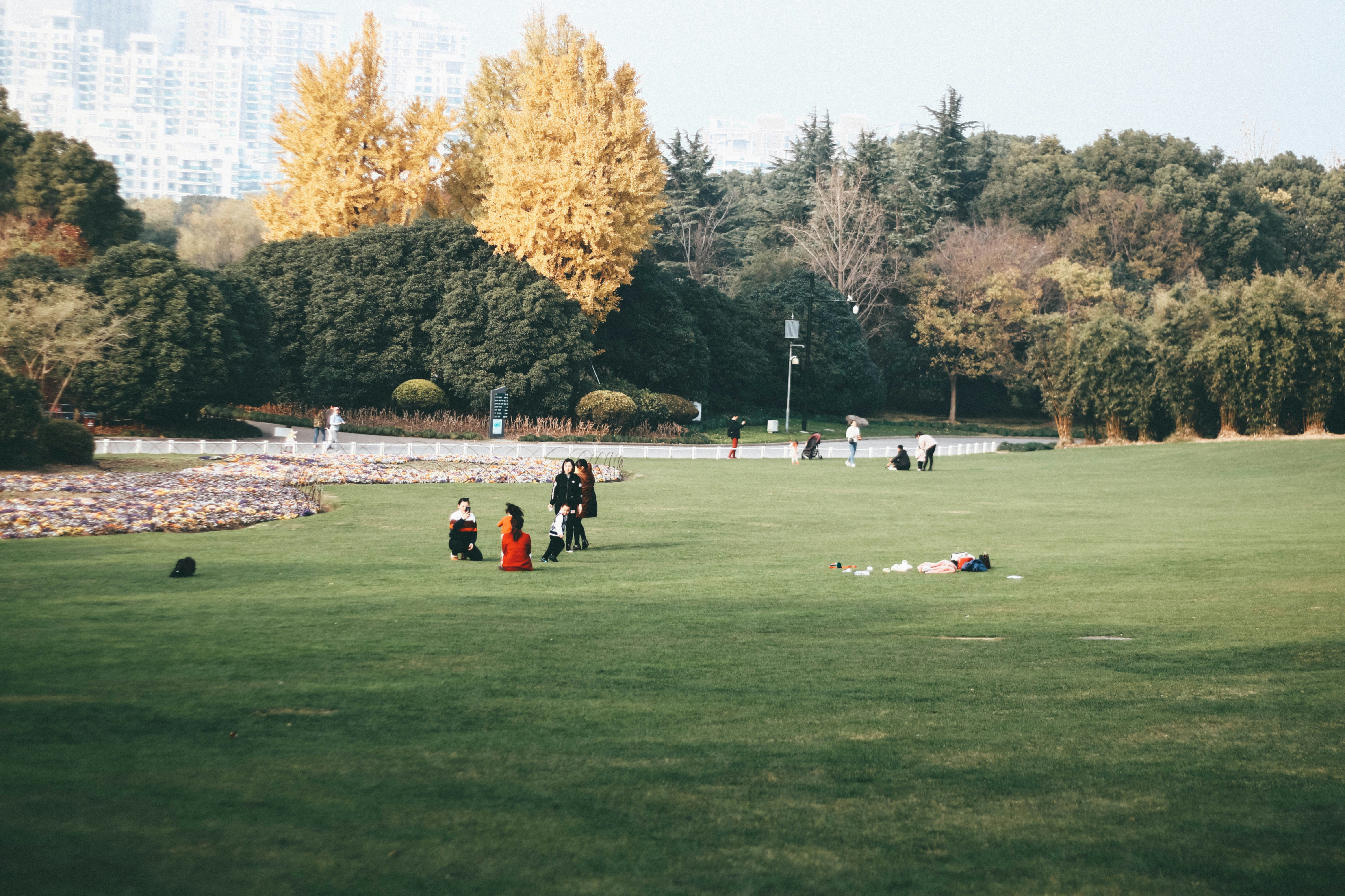 people sitting on green grass field near brown trees during daytime