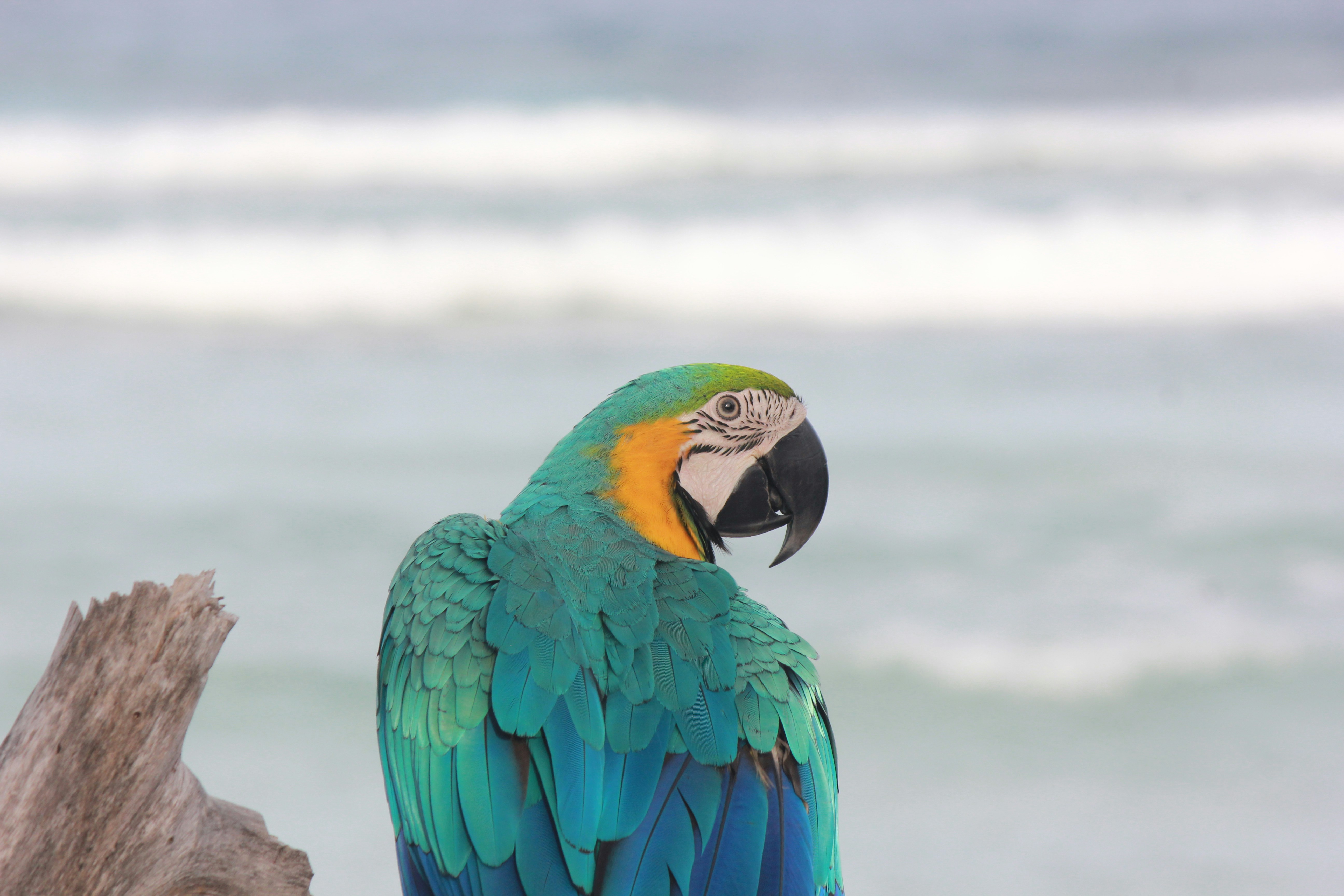 Vibrant macaw perched on a weathered log against a backdrop of rolling ocean waves. The bird's colorful plumage contrasts beautifully with the serene beach setting.