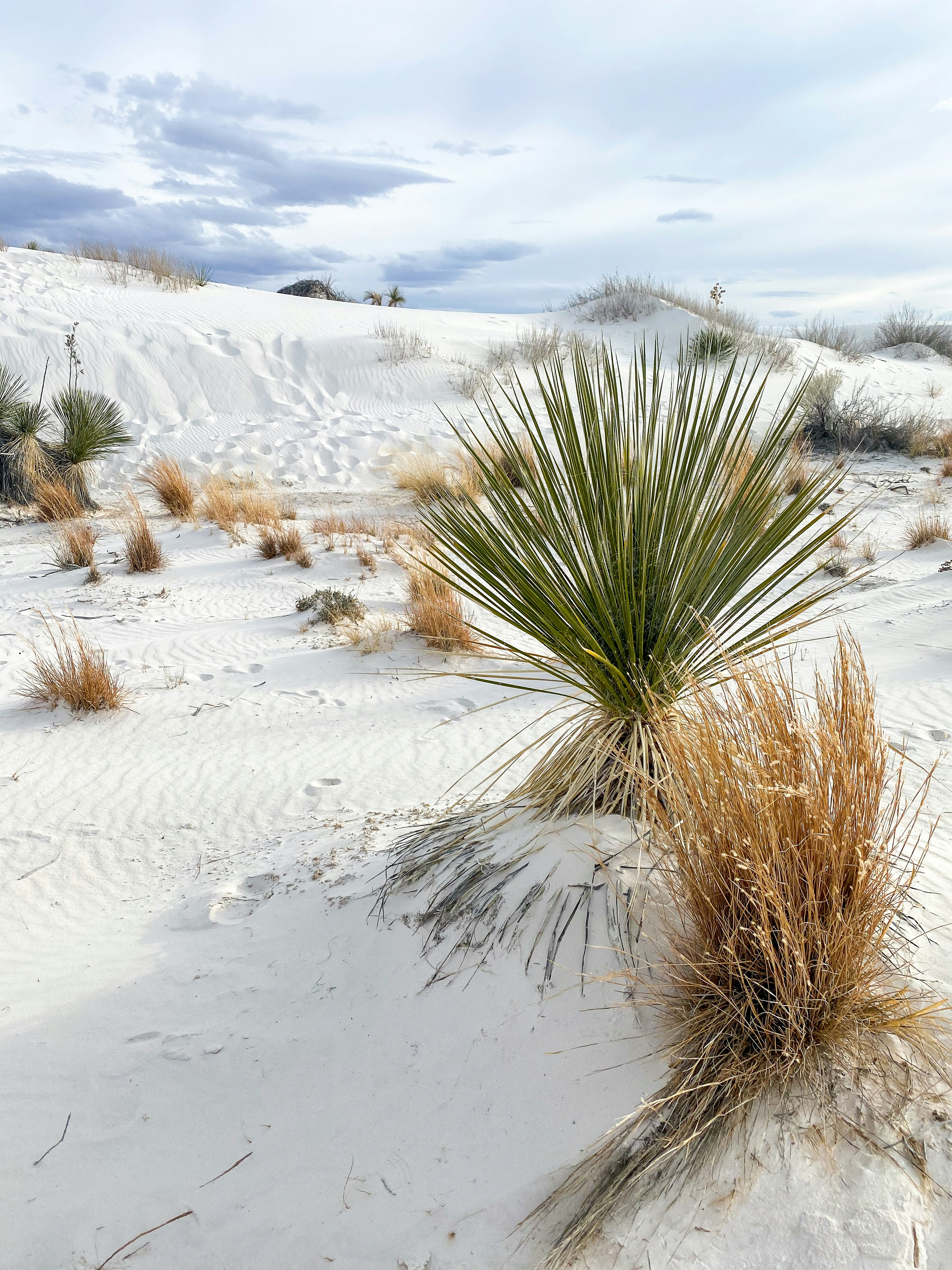Yucca Sentinel on White Dunes: A Green Spike Against Silent Sand