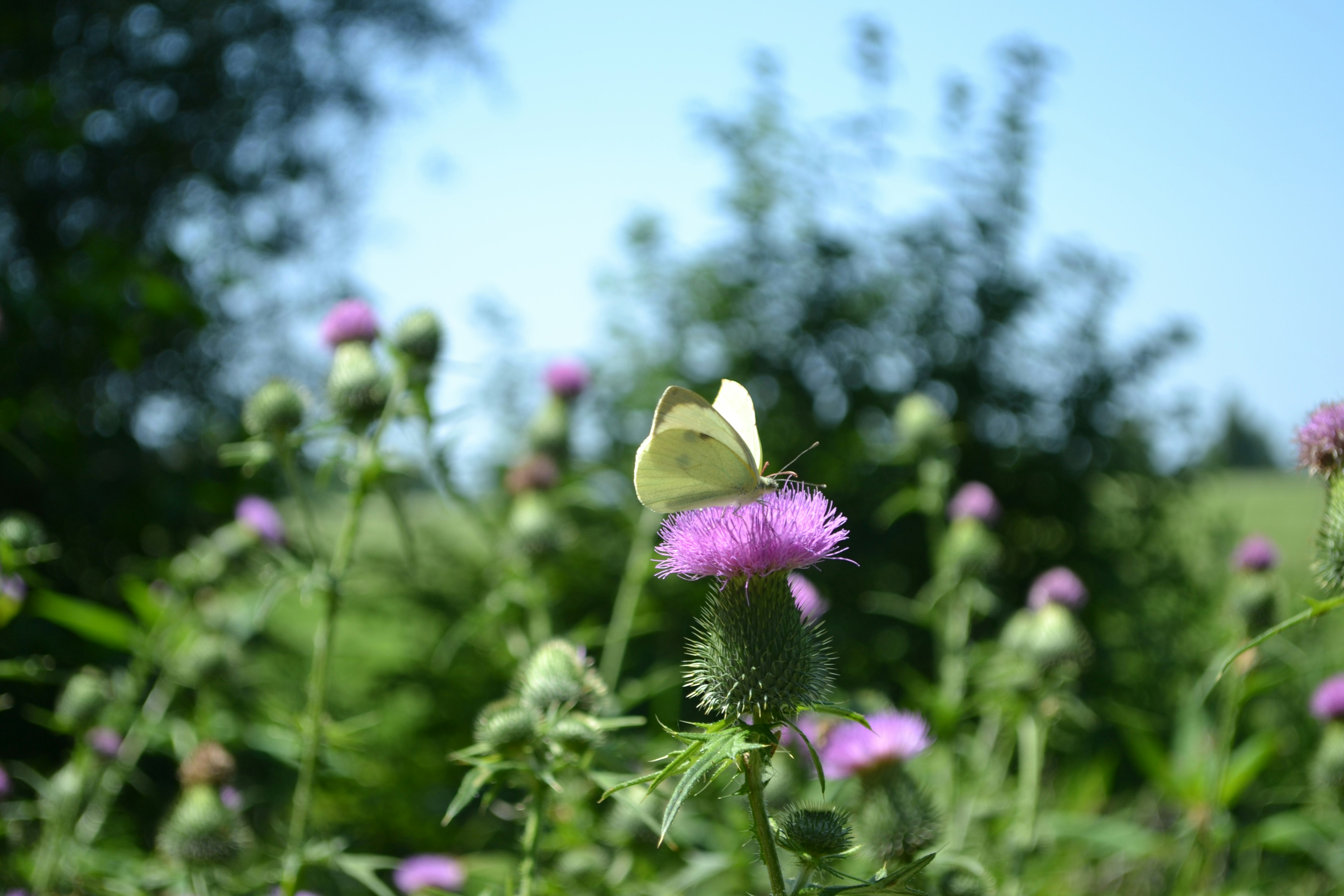 Butterfly Crowned by A Bokeh Bloom