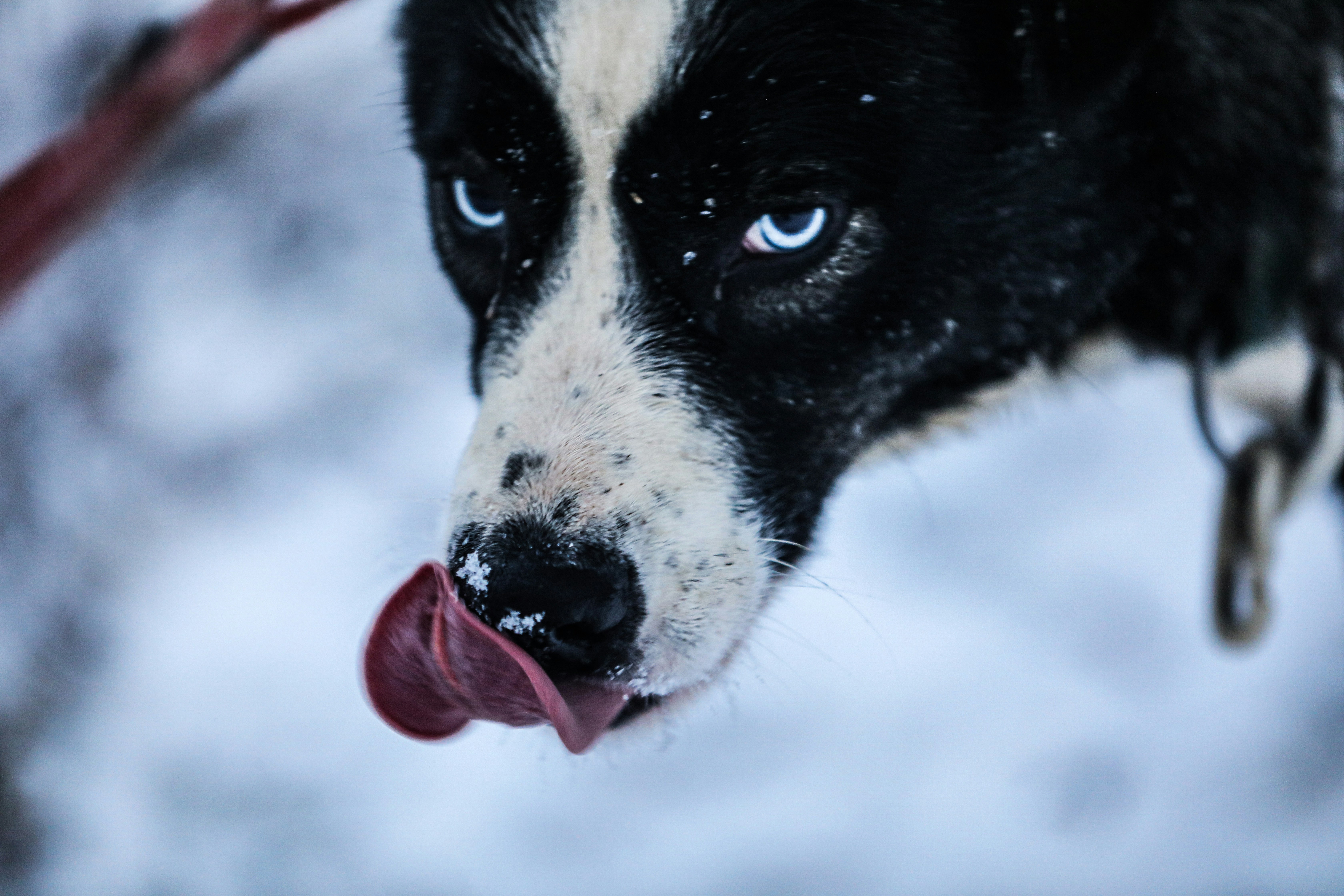 Icy Gaze: Snow-Dusted Border Collie with Piercing Blue Eyes
