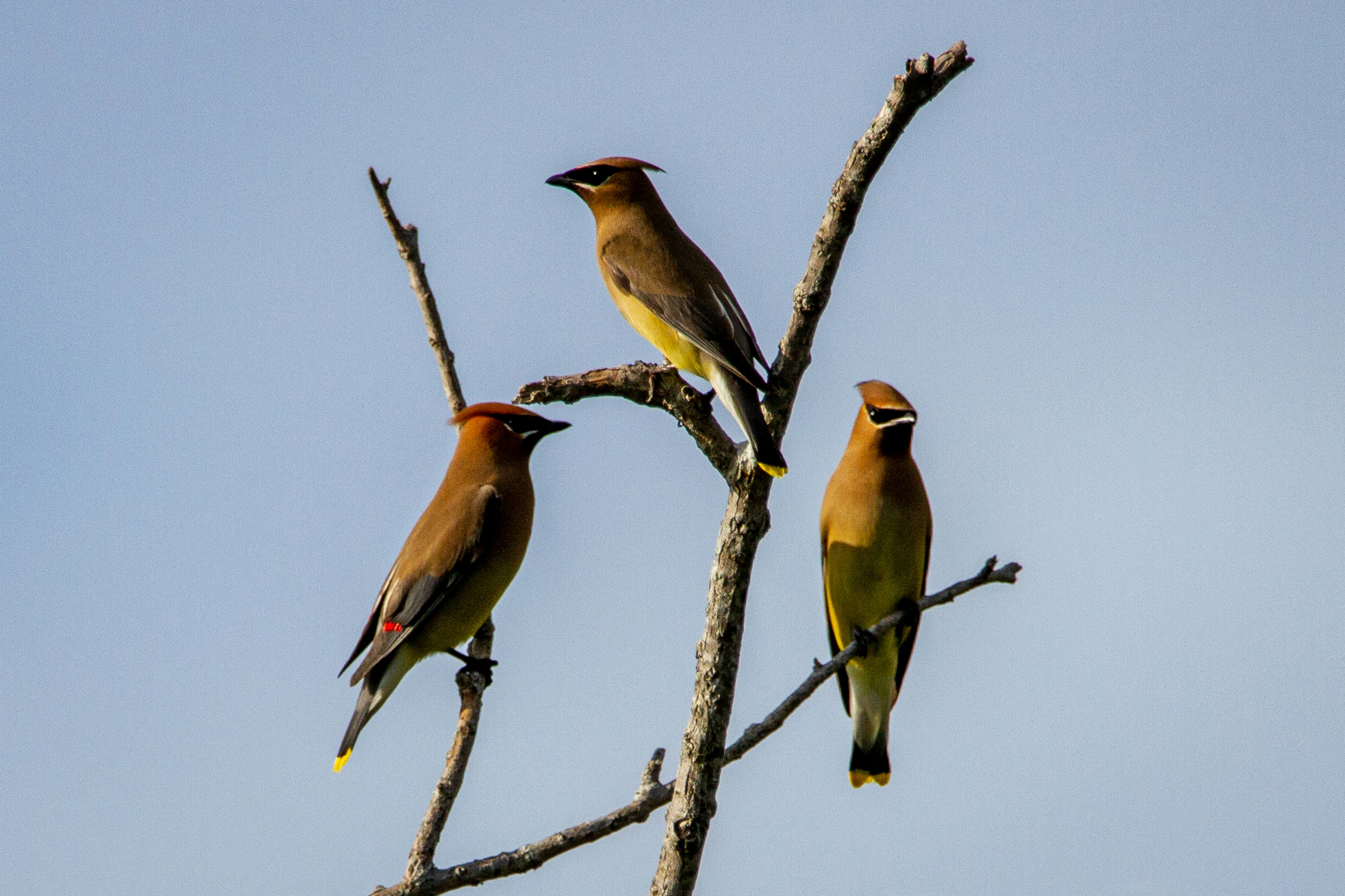 Three birds on brown tree branch during daytime photo – Free Corpus ...