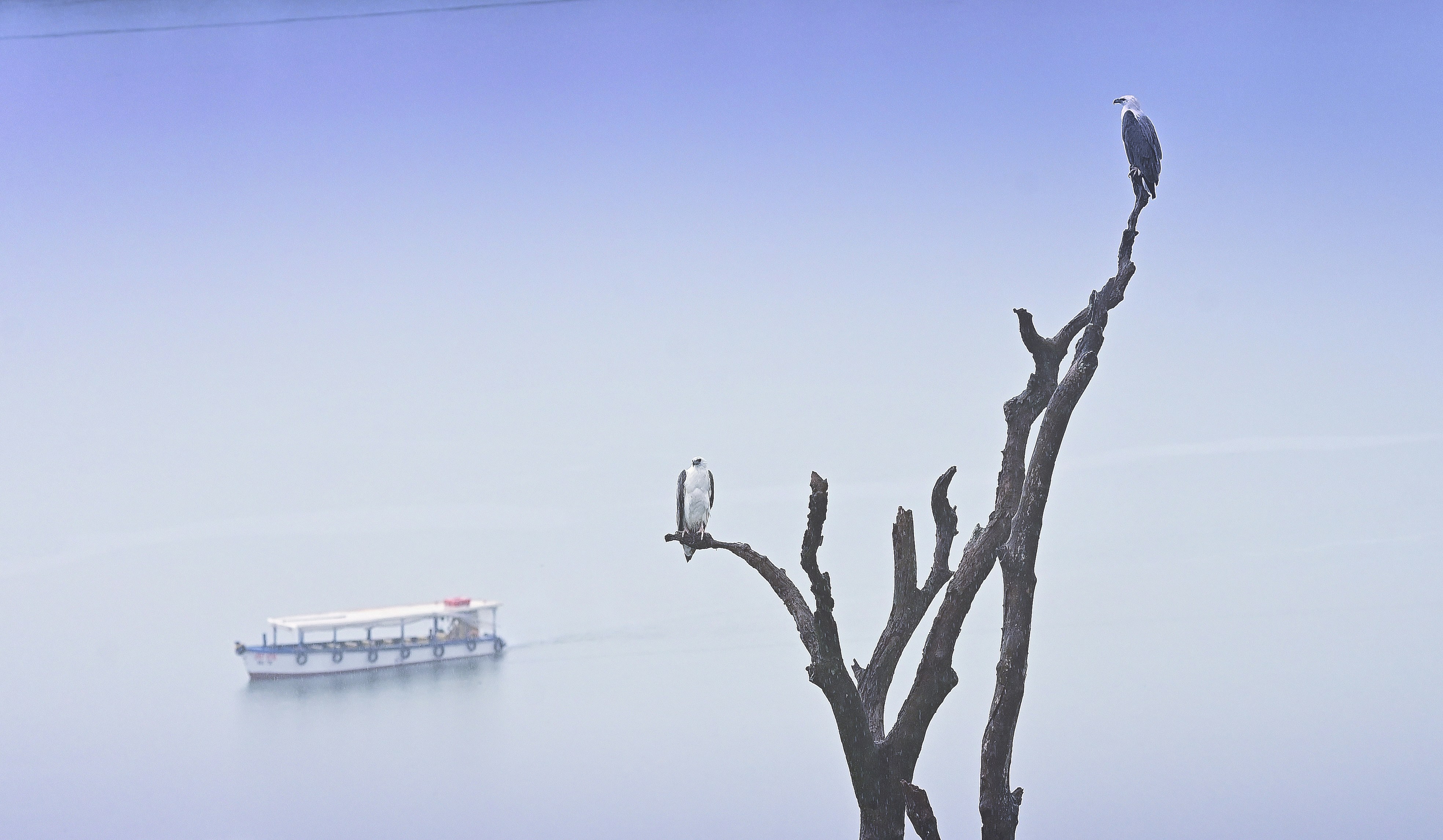 Two Birds on a Weathered Branch Over a Mist-Lit Lake