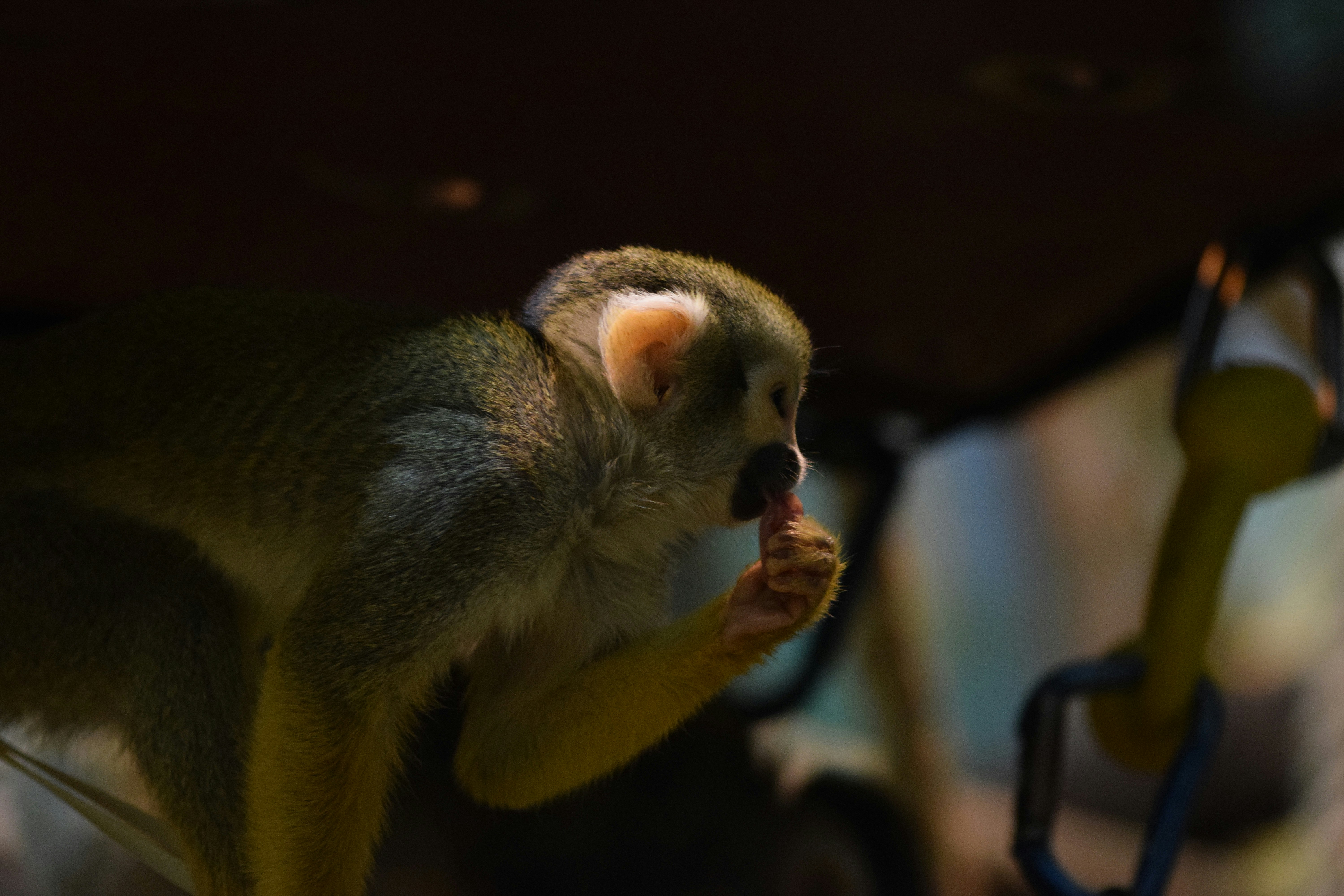 Squirrel monkey perched thoughtfully, nibbling on a snack while surrounded by a vibrant habitat.