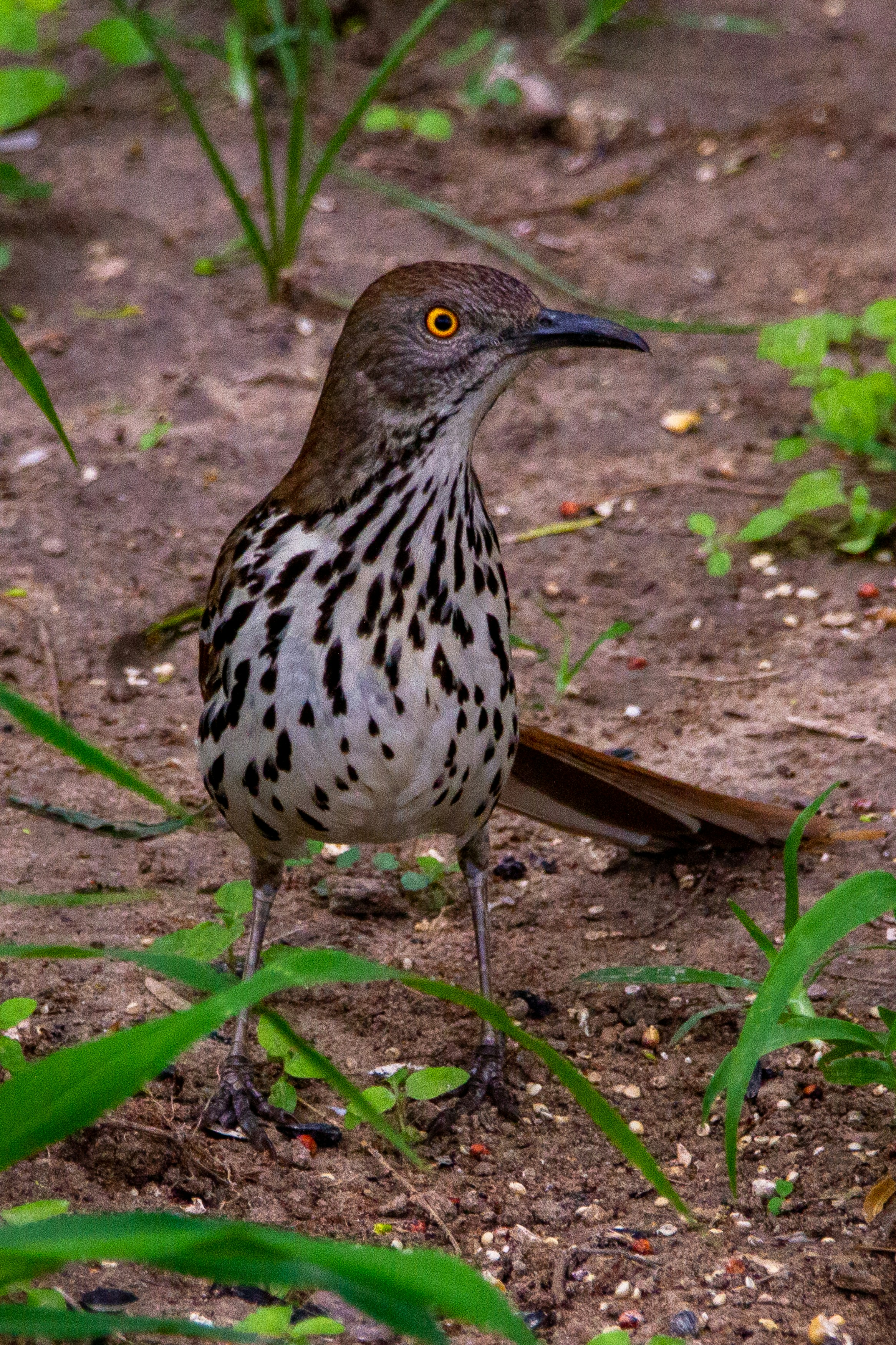 Black Thrasher Bird