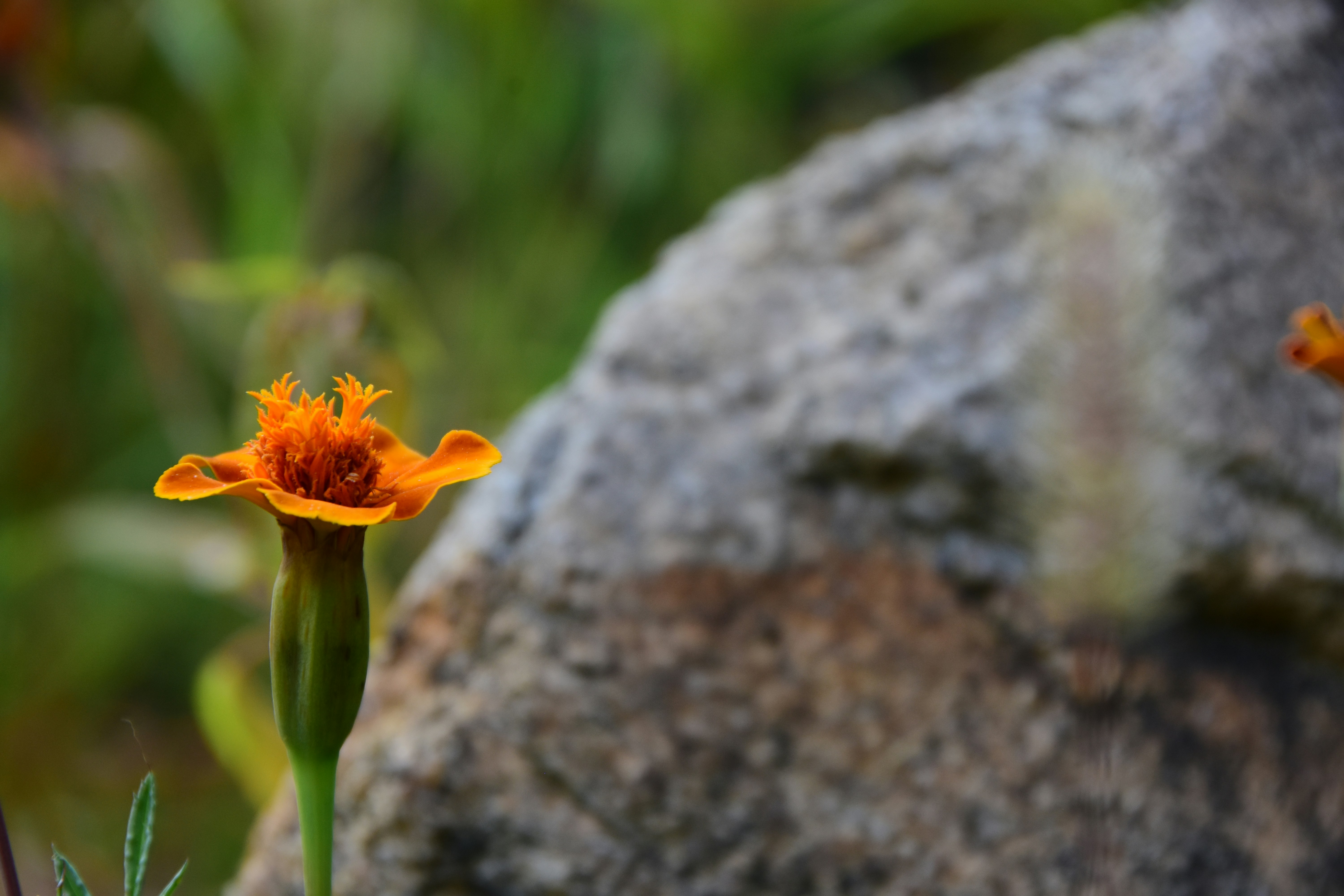Amber Bloom Framed by Granite: A Quiet Macro Moment