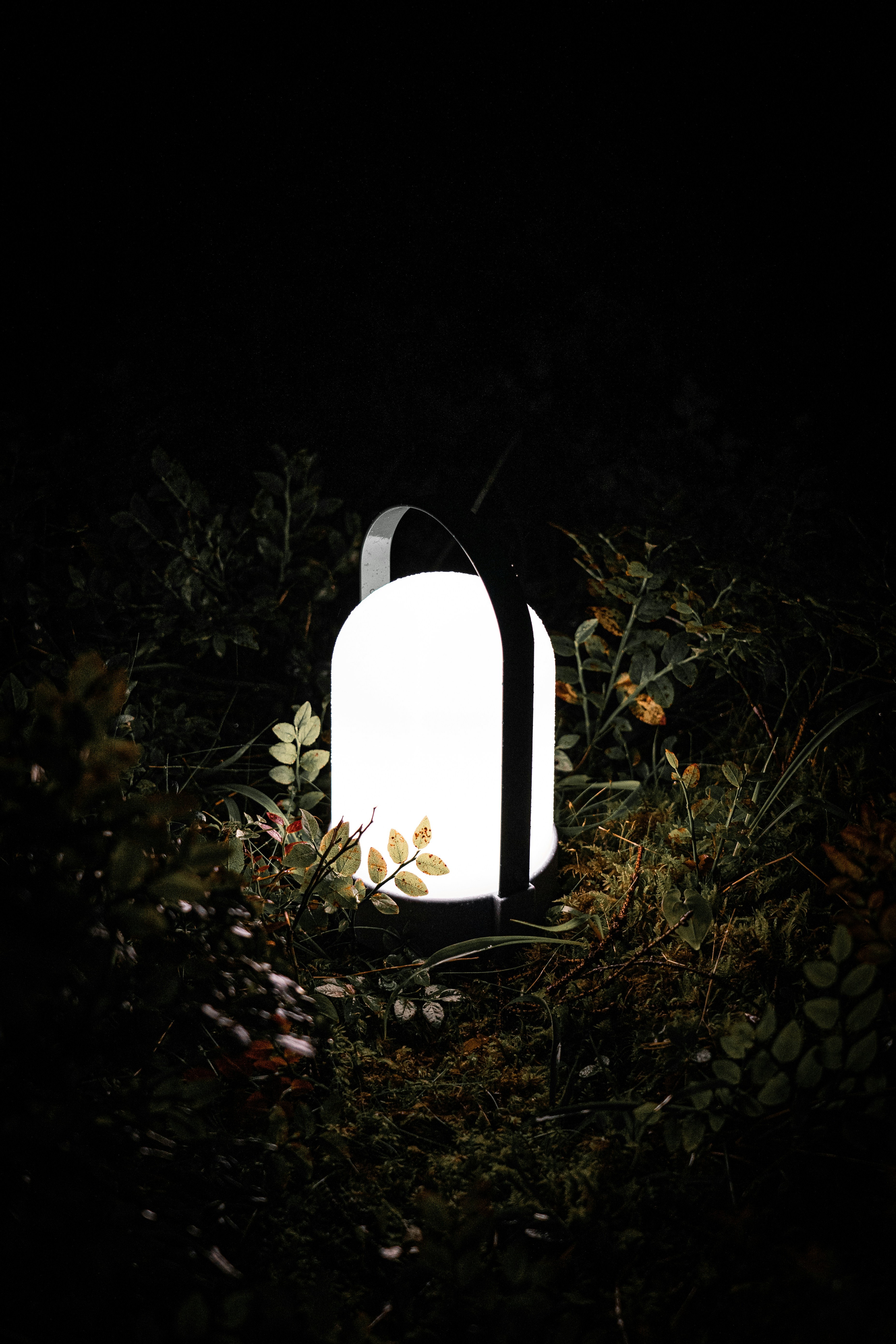 Lumen in the Night: Lantern Among Shadowed Garden Greens