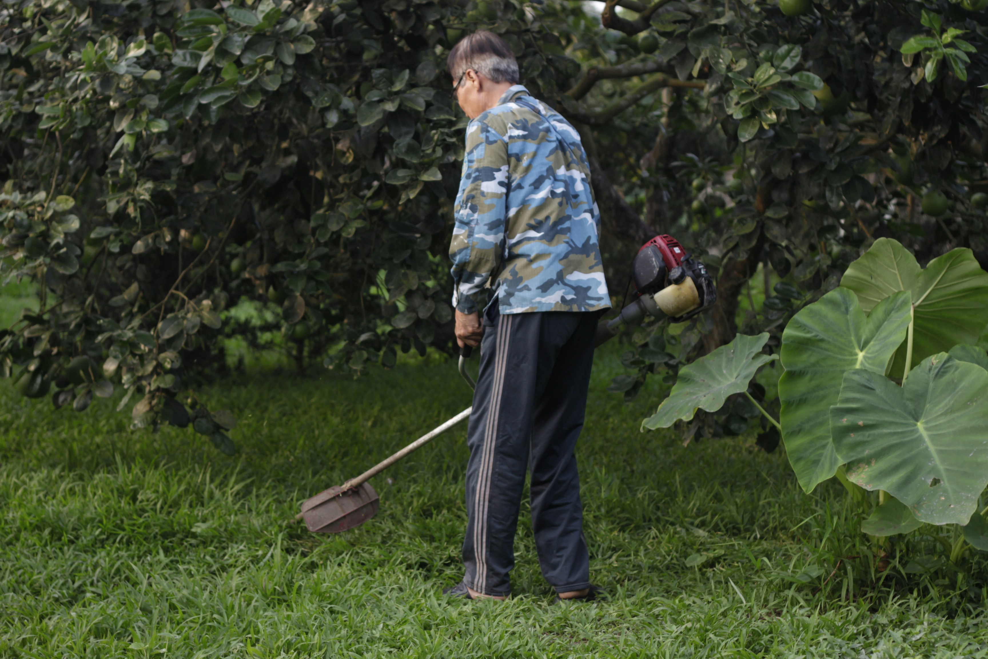 Elderly man using a grass trimmer in a lush garden surrounded by greenery and trees.