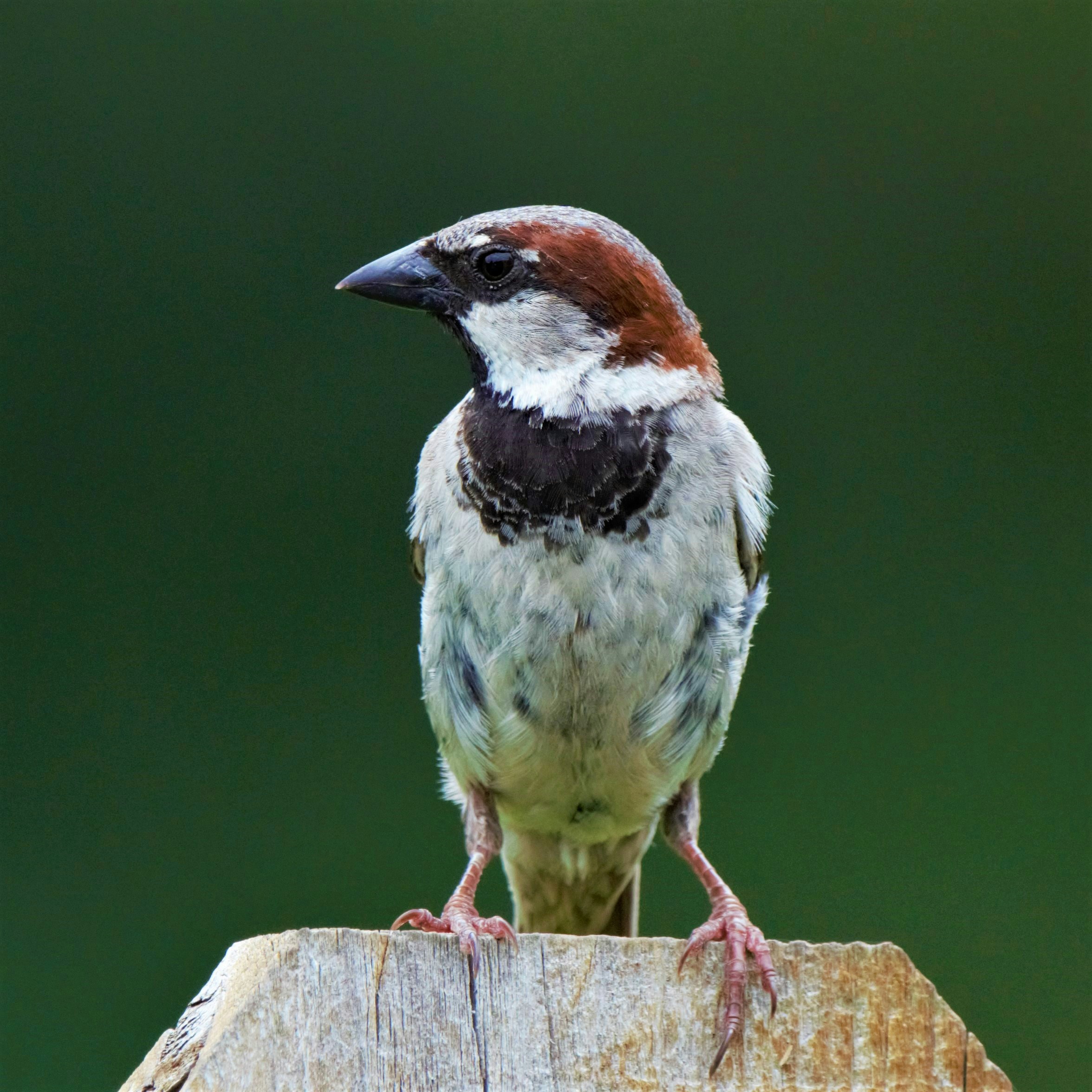 A sparrow perched on a wooden post, showcasing its intricate plumage and alert demeanor. The background is softly blurred, emphasizing the bird's details.