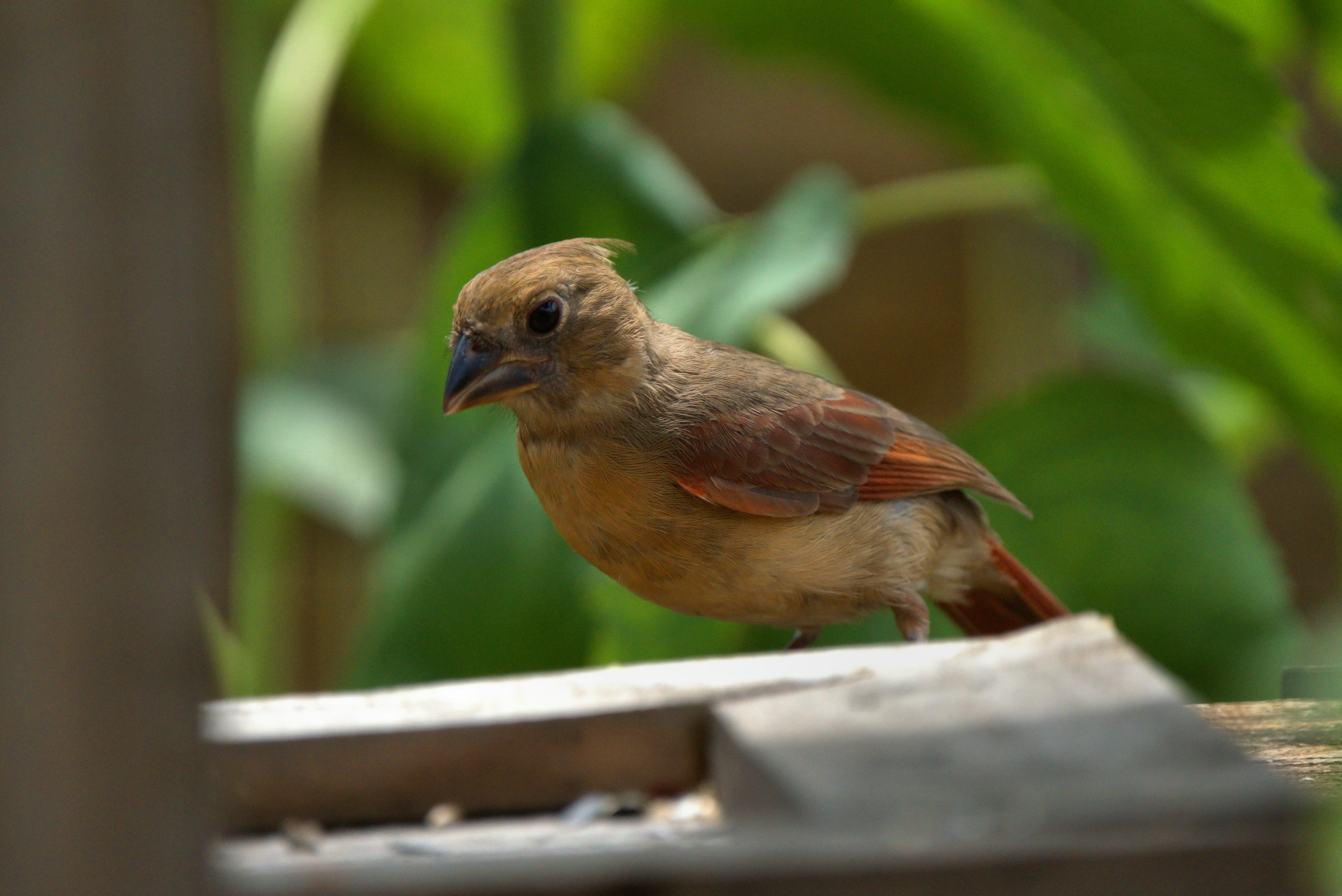 Copper-winged Songbird Perched on Weathered Plank Amid Lush Greenery
