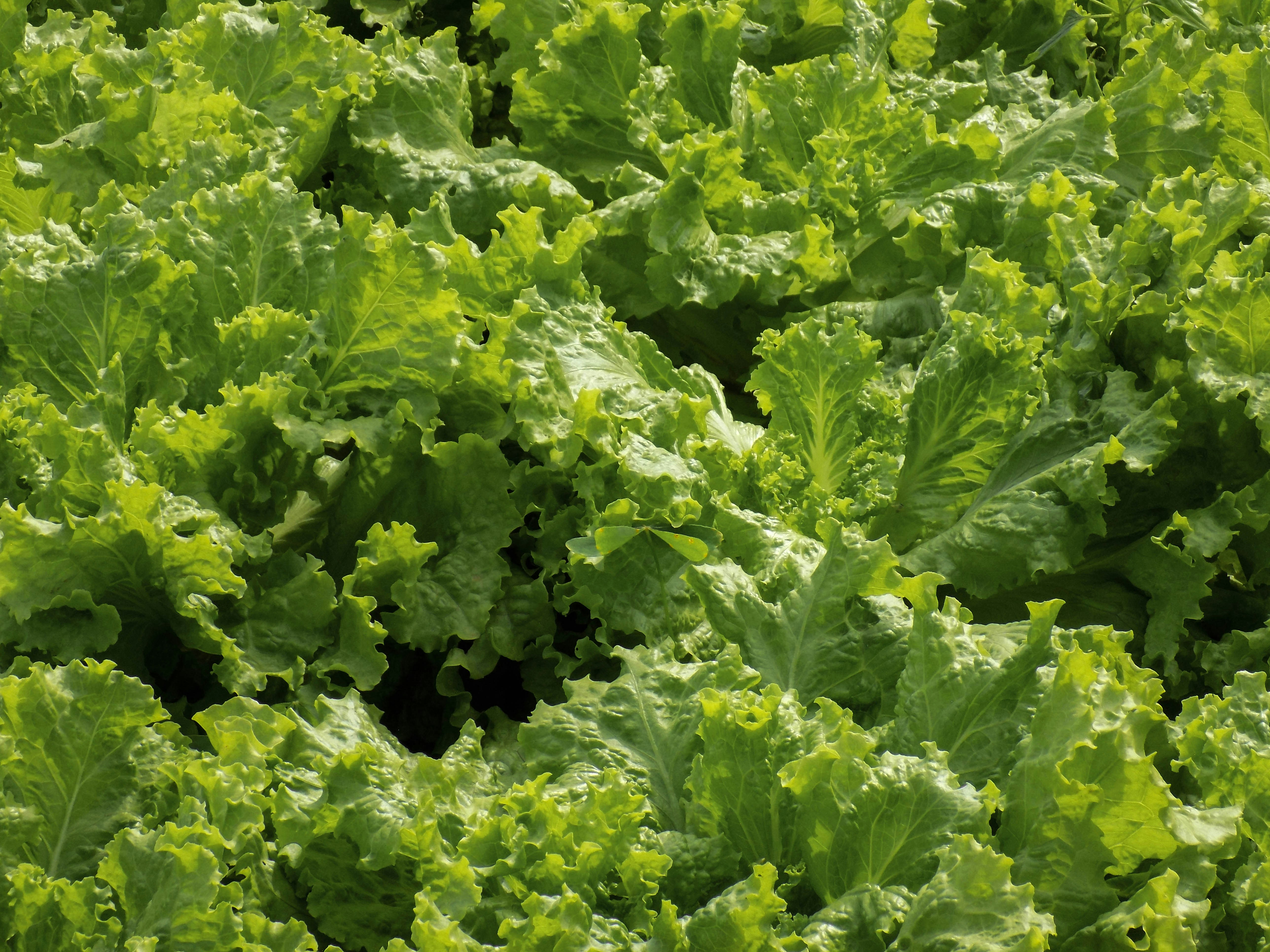 Lush green lettuce leaves create a dense tapestry in a thriving garden bed.