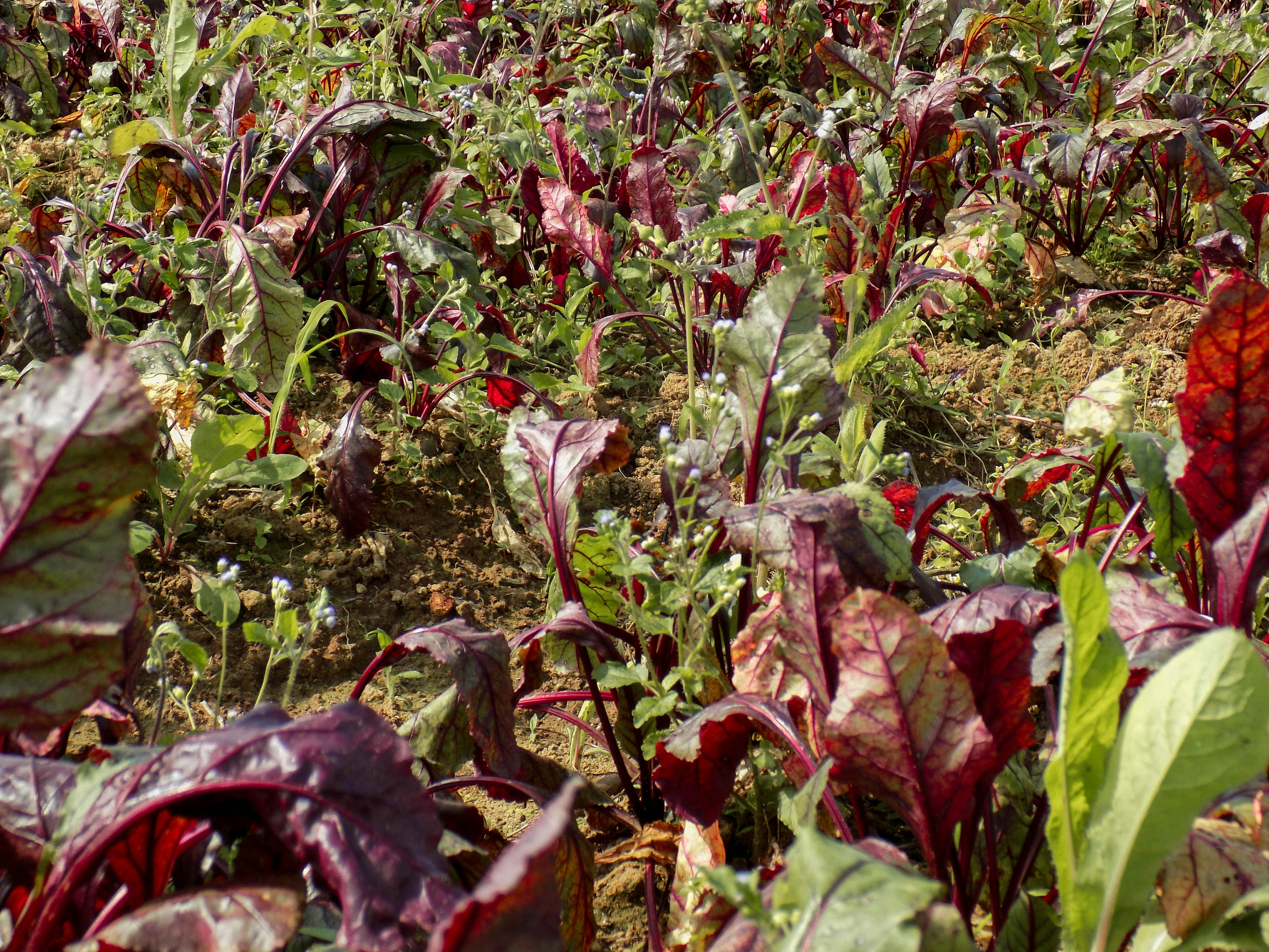 Lush rows of Swiss chard with striking red and green leaves flourishing in a sunlit field.
