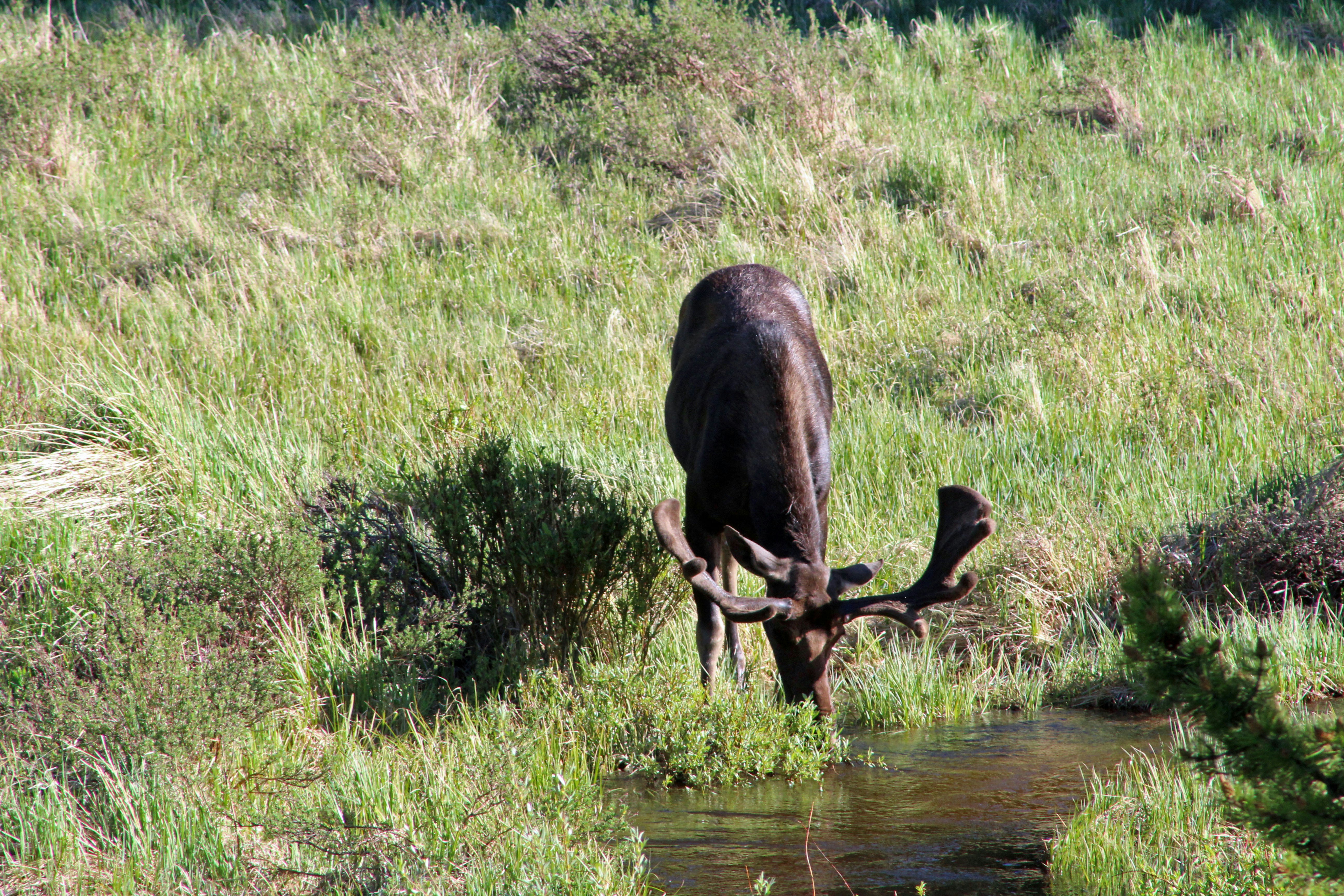 Moose grazing at the edge of a tranquil stream, surrounded by lush green grass and shrubs.