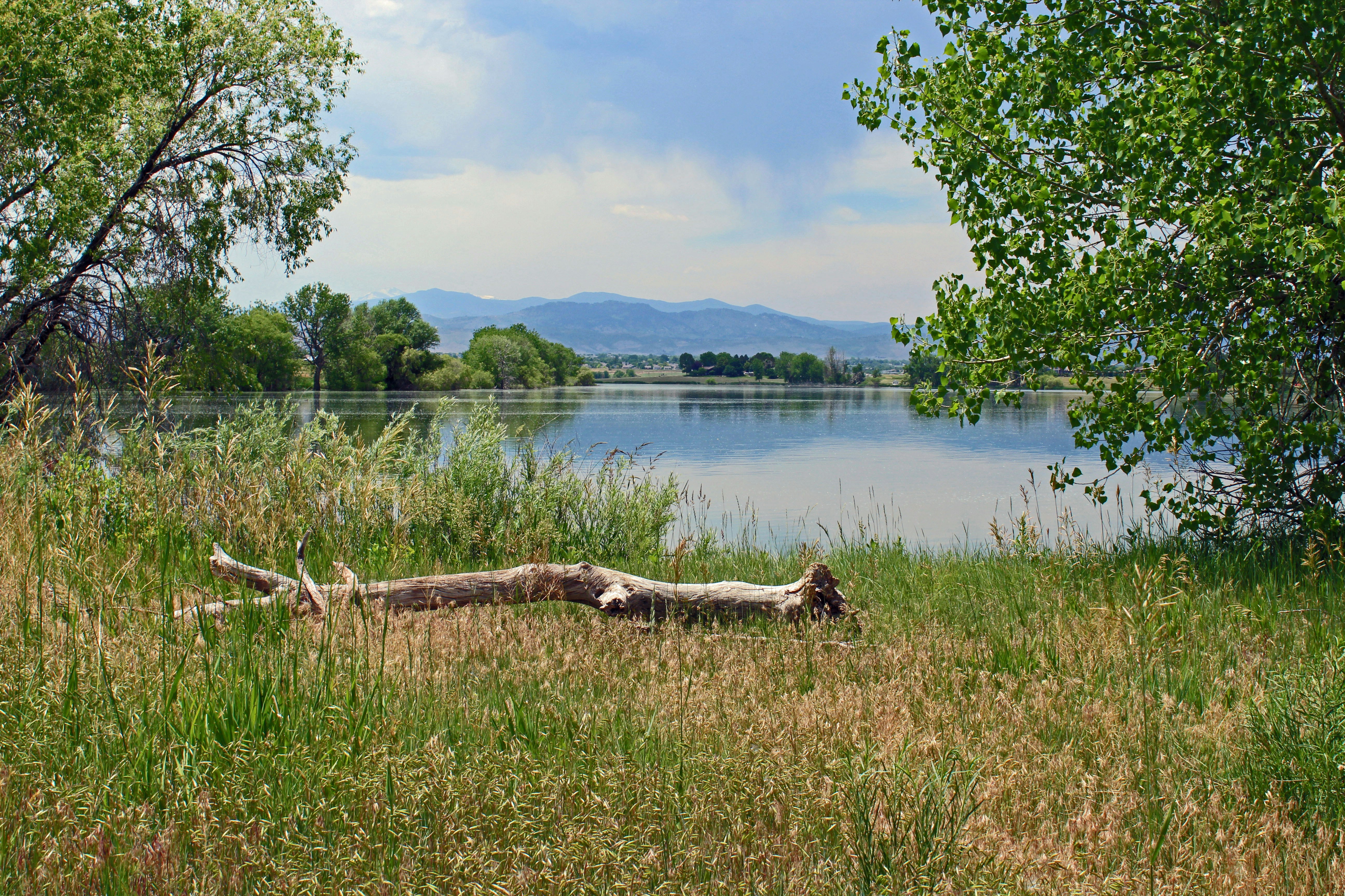 A serene lakeside scene featuring a fallen log surrounded by lush greenery and distant mountains under a soft sky.