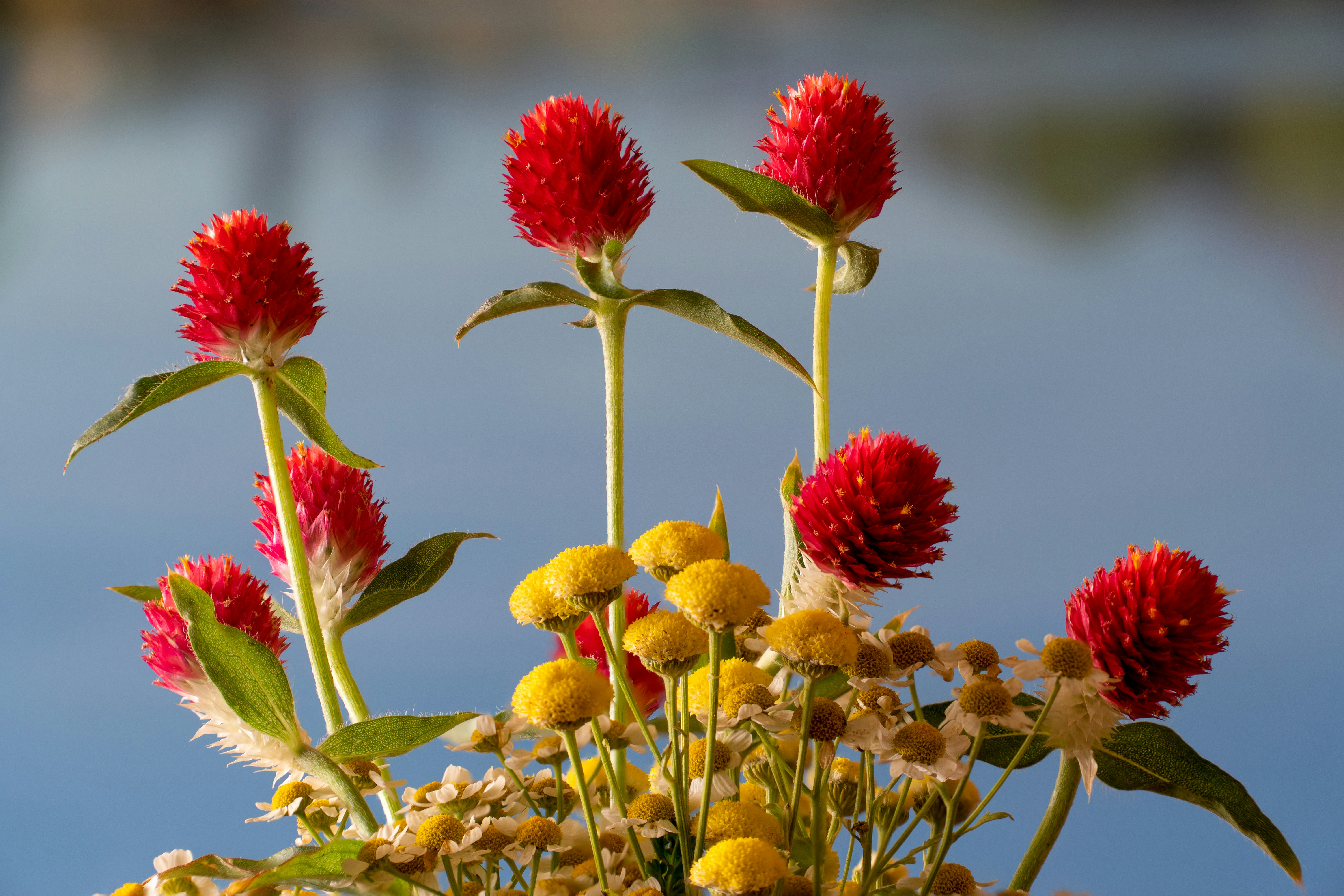 Vibrant Floral Harmony by the Water's Edge