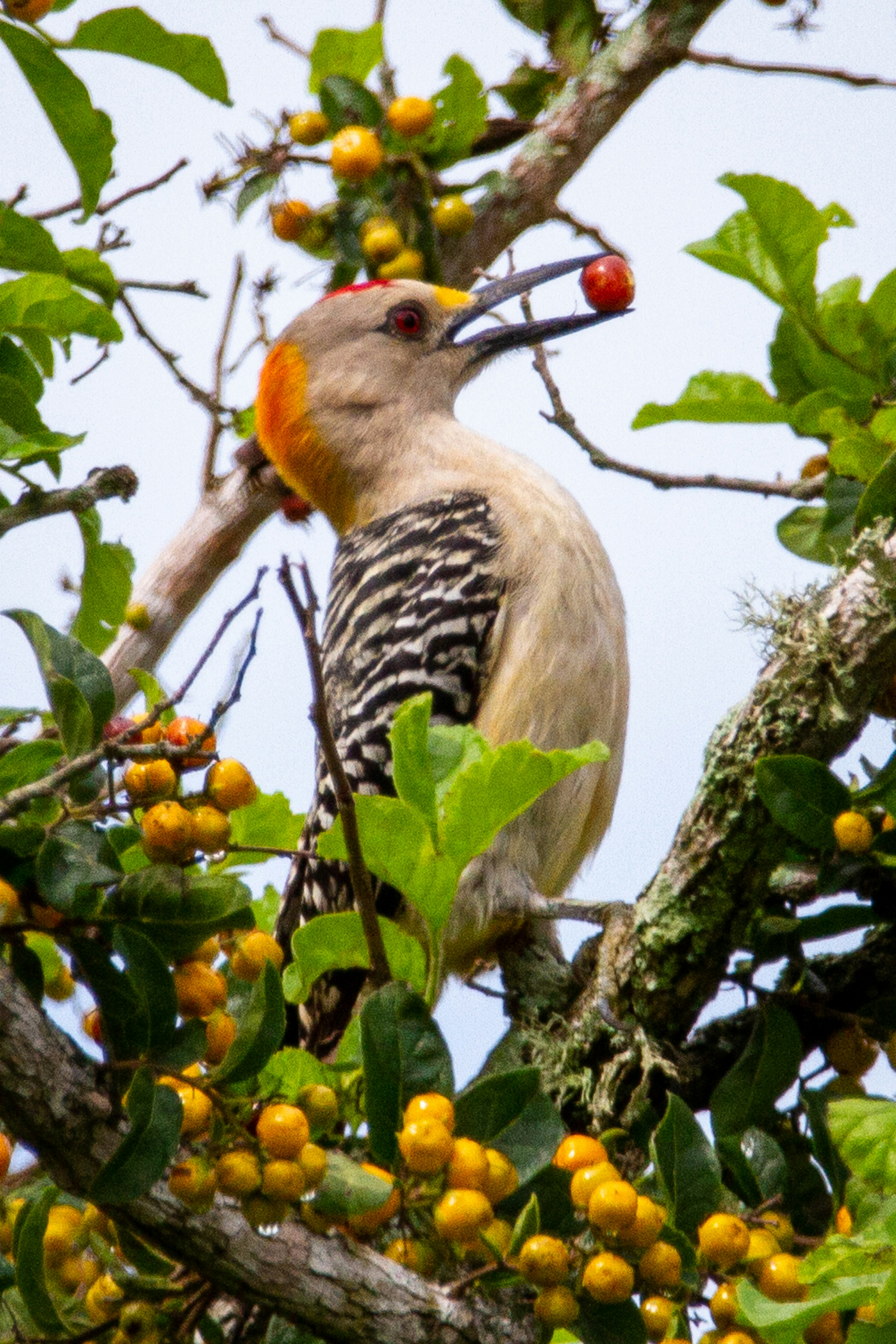 Amber-throated Woodpecker on a Sunlit Branch Plucking a Berry