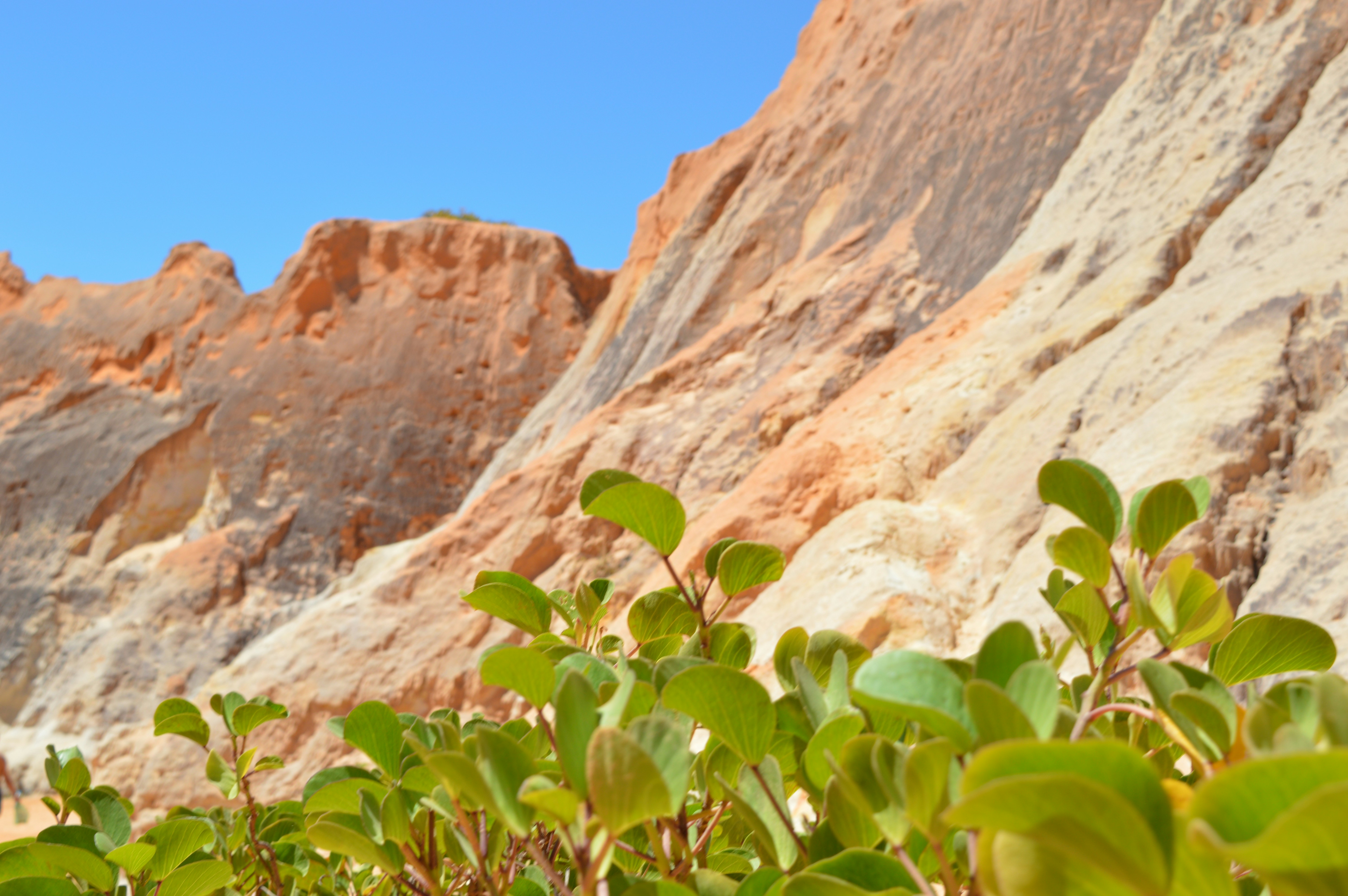 Green Pockets at the Edge of a Sunlit Canyon