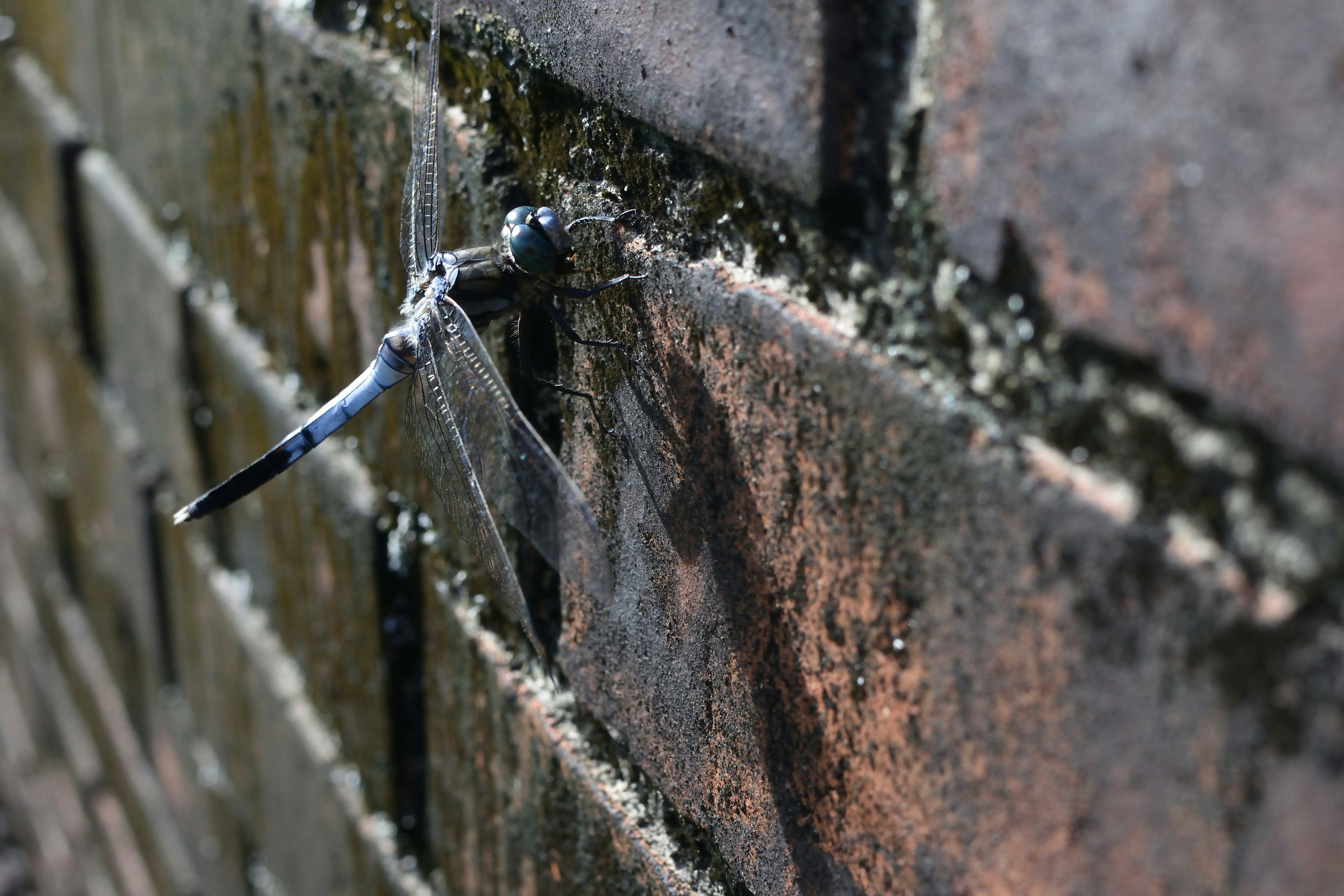 Time-Worn Tether: A Macro Study of Rust, Moss, and a Bolt
