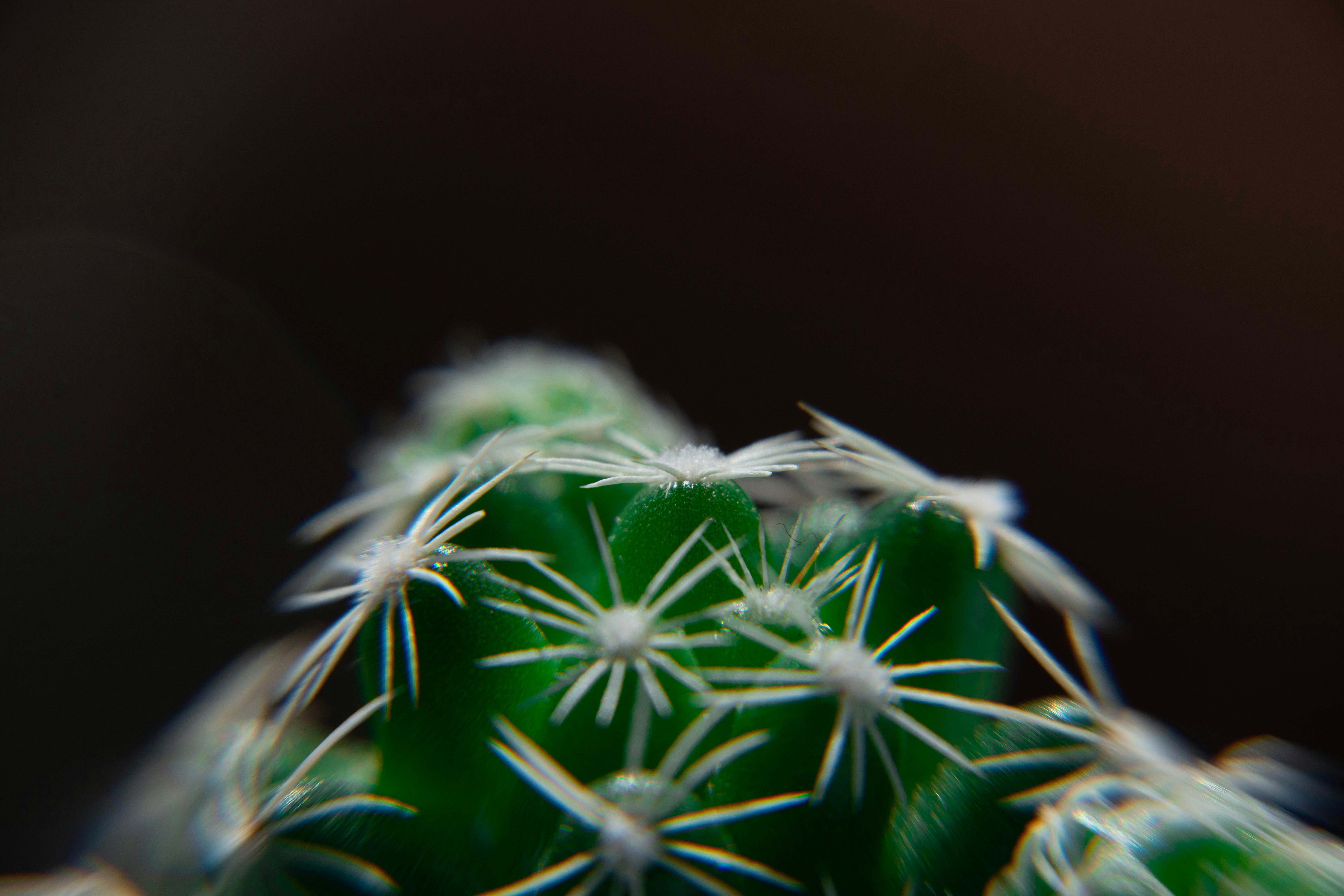 green and white dandelion in close up photography