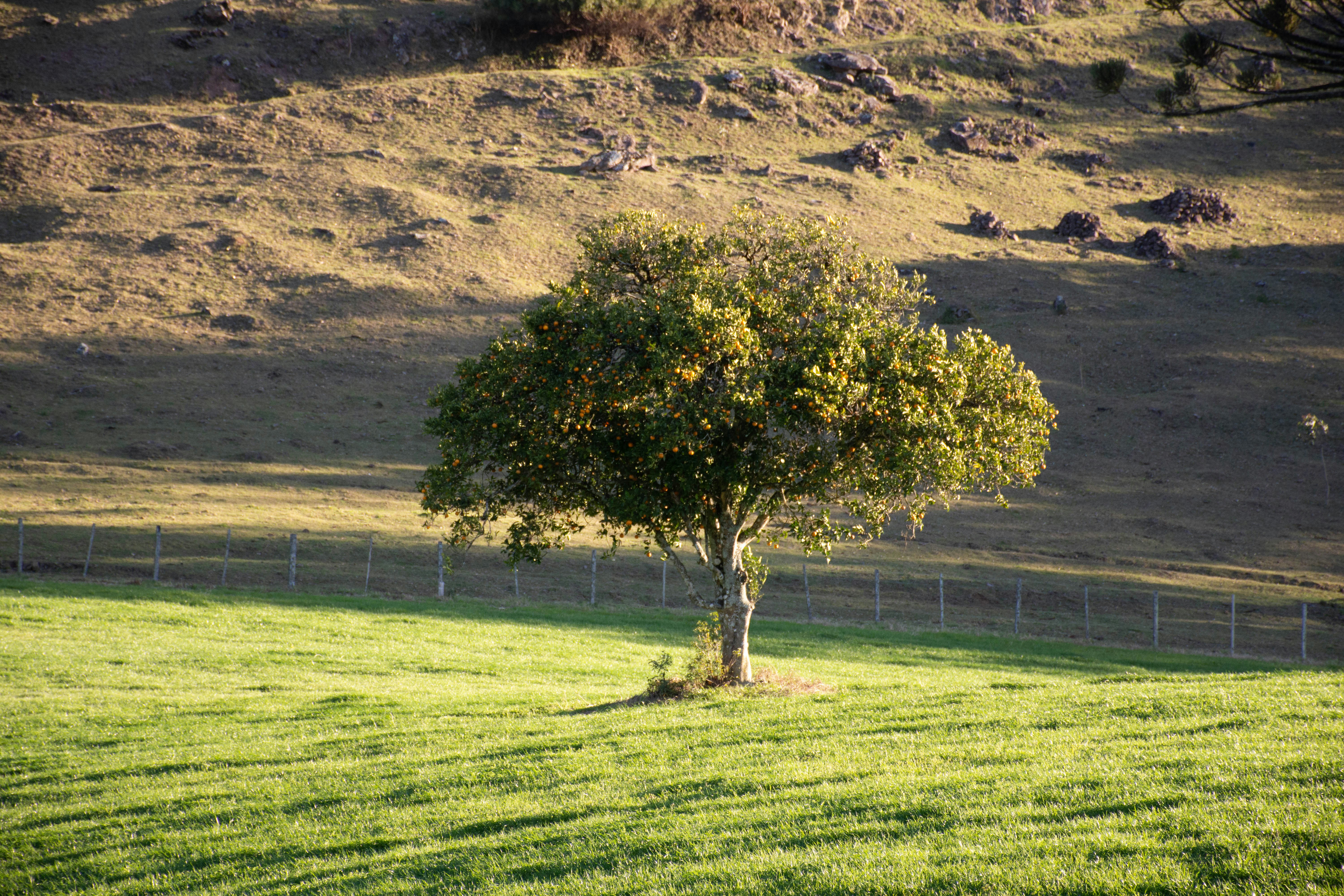 Green tree on green grass field during daytime photo – Free Land Image ...