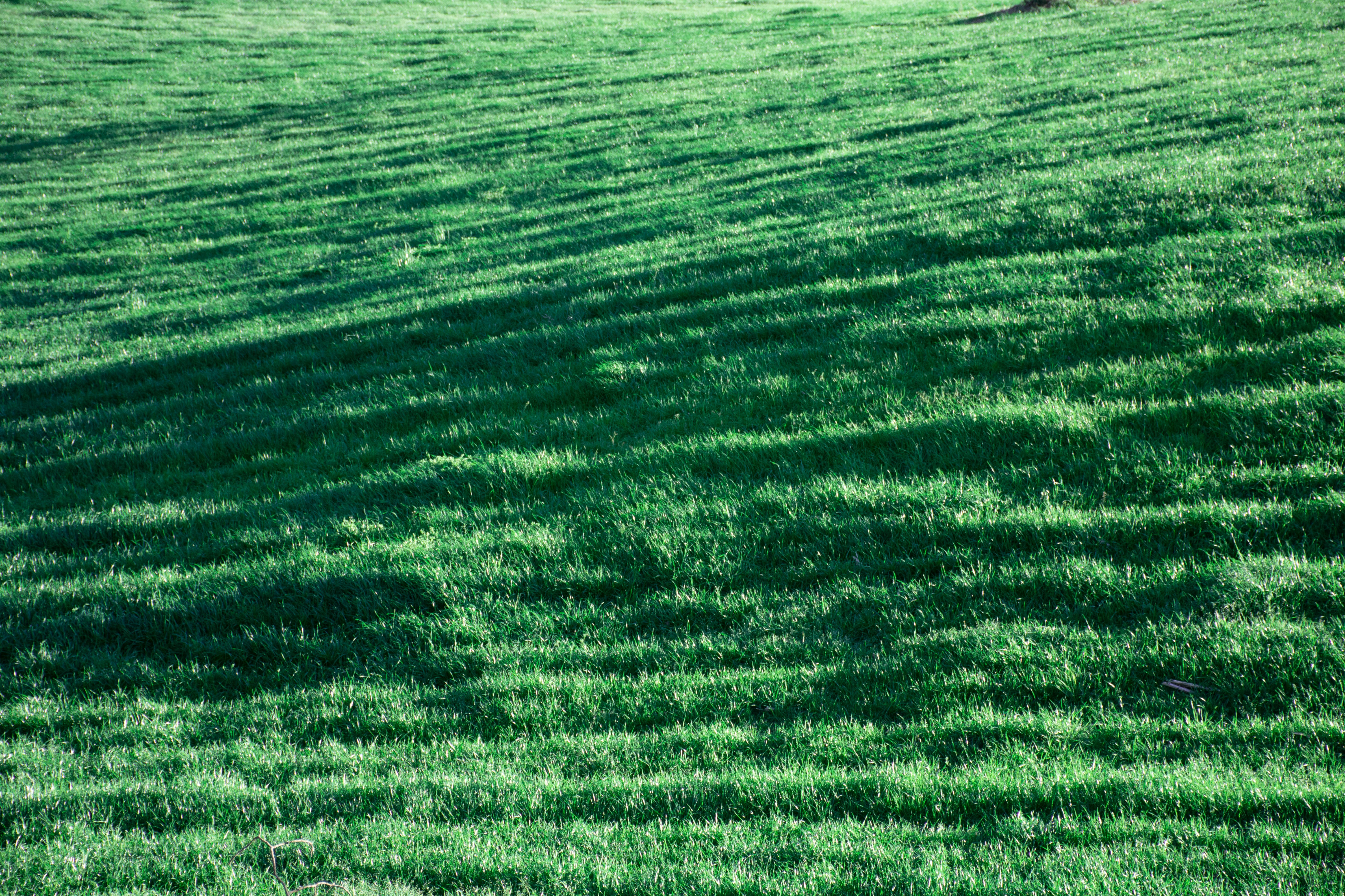 Green grass field during daytime photo – Free Green Image on Unsplash