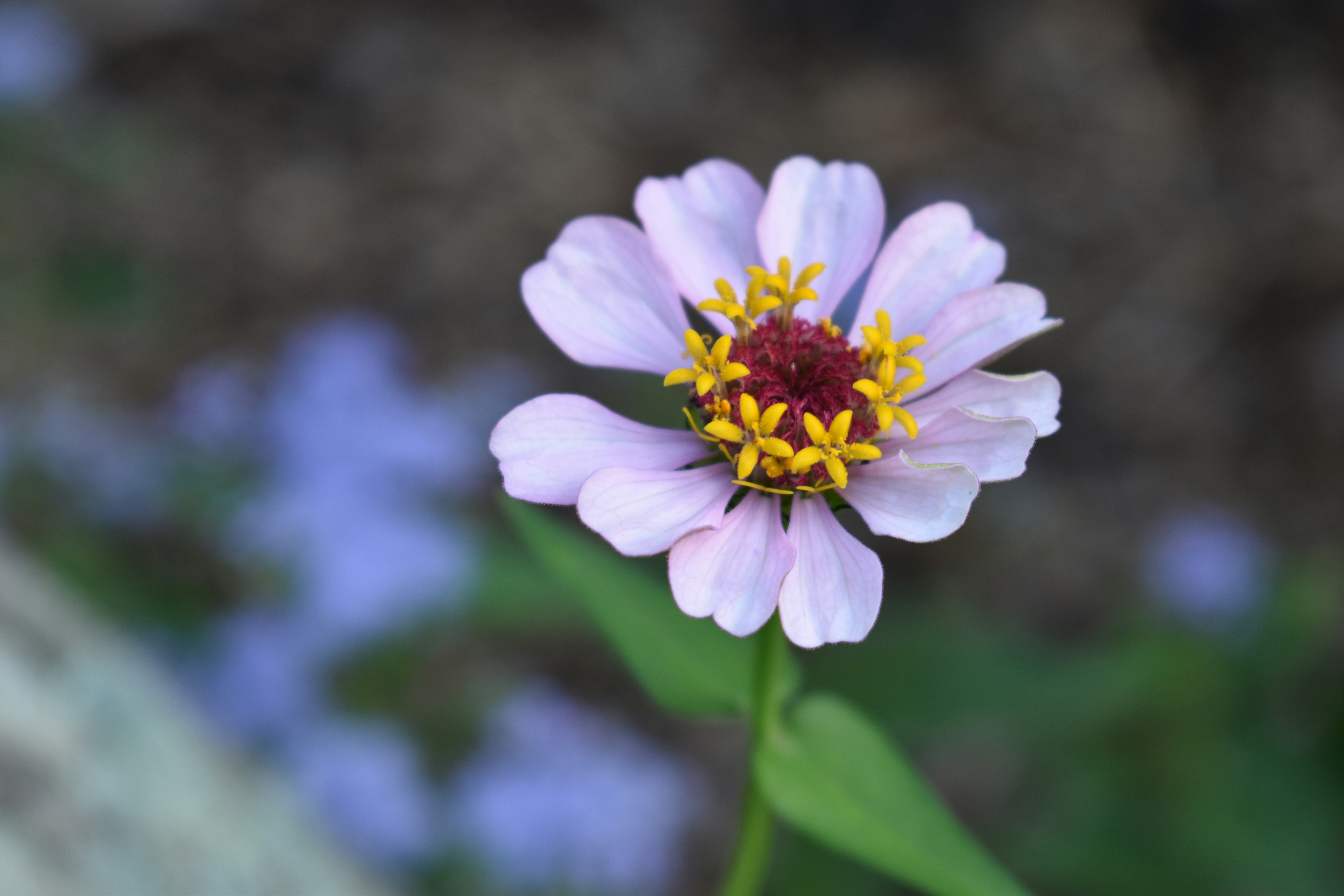 Close-up of a pink zinnia flower showcasing vibrant yellow stamens and a rich red center against a blurred background of purple blossoms.
