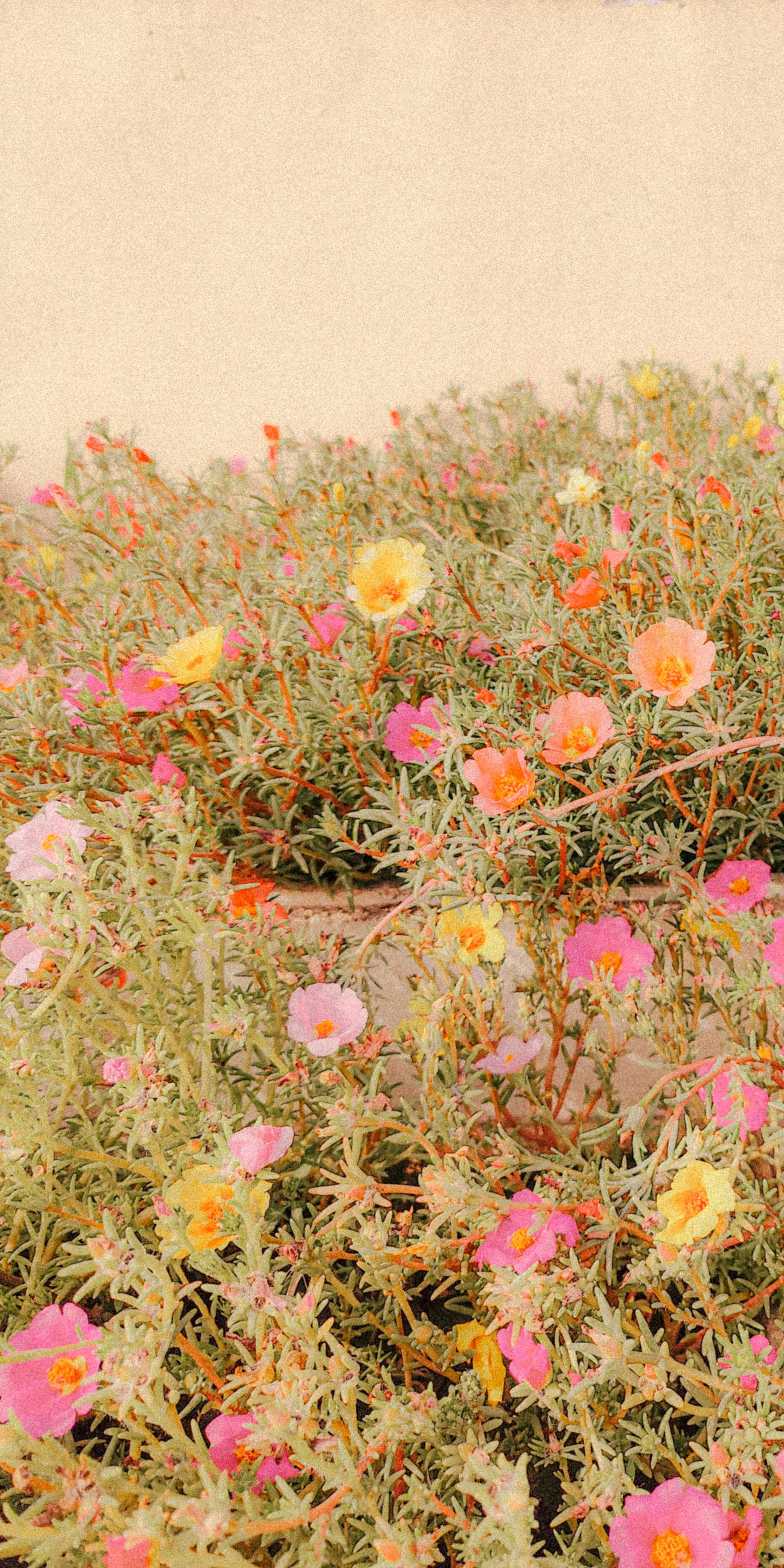 Vibrant flowers in varying shades of pink and yellow bloom amidst lush green foliage, creating a lively garden scene.