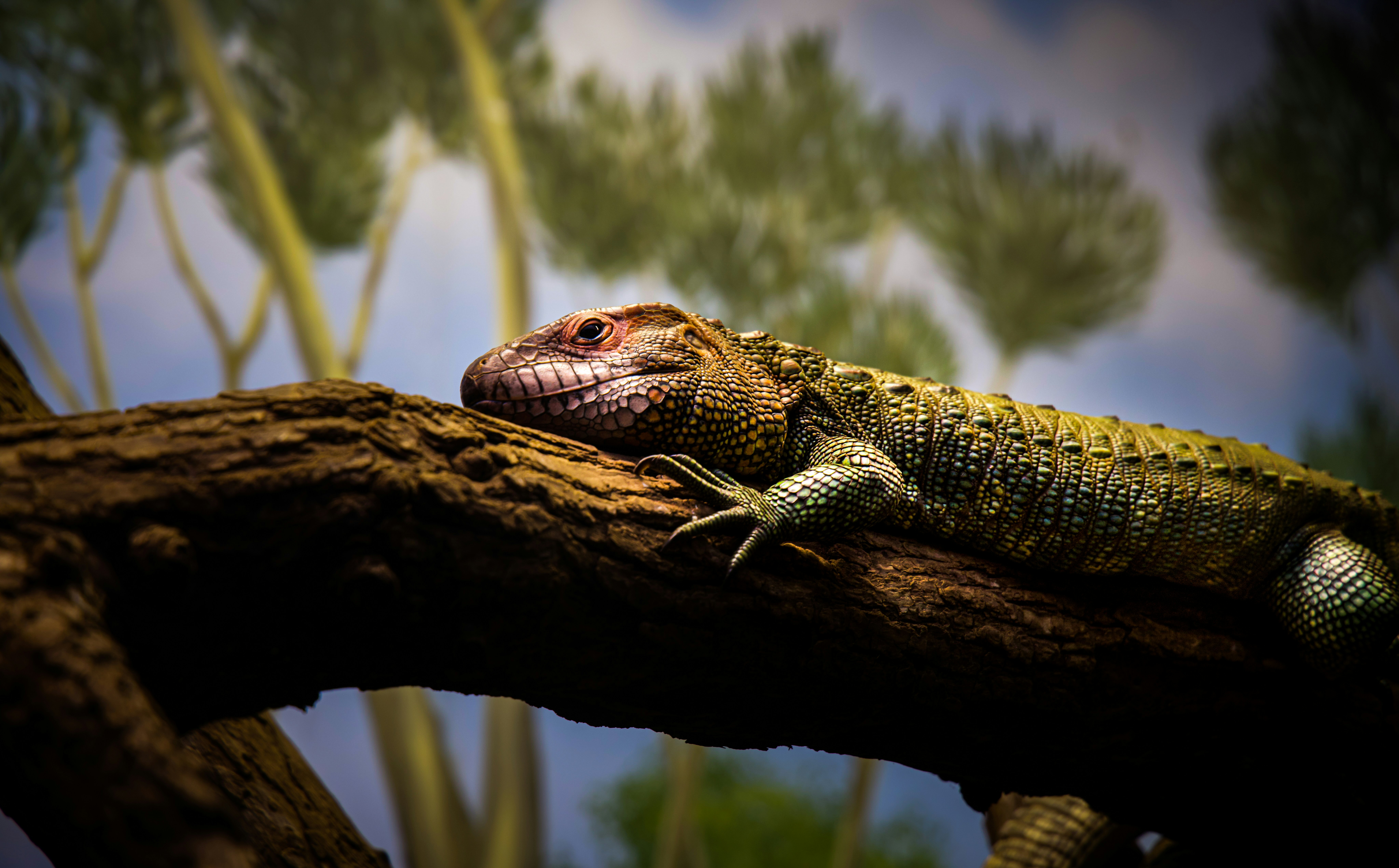 Sun-Warmed Iguana Perched on a Weathered Branch