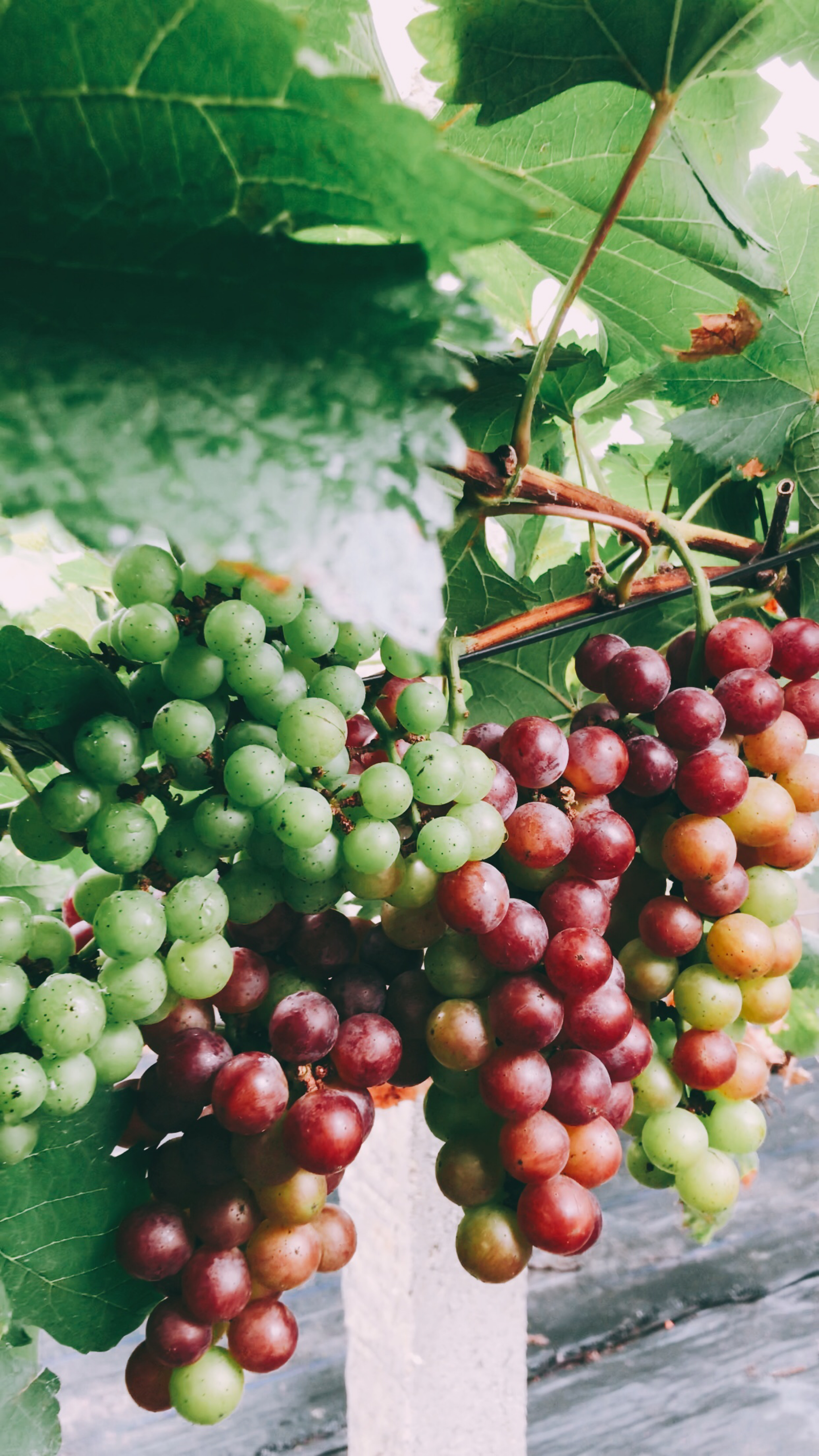 Uvas verdes y rojas foto – Imagen de Uvas gratuita en Unsplash