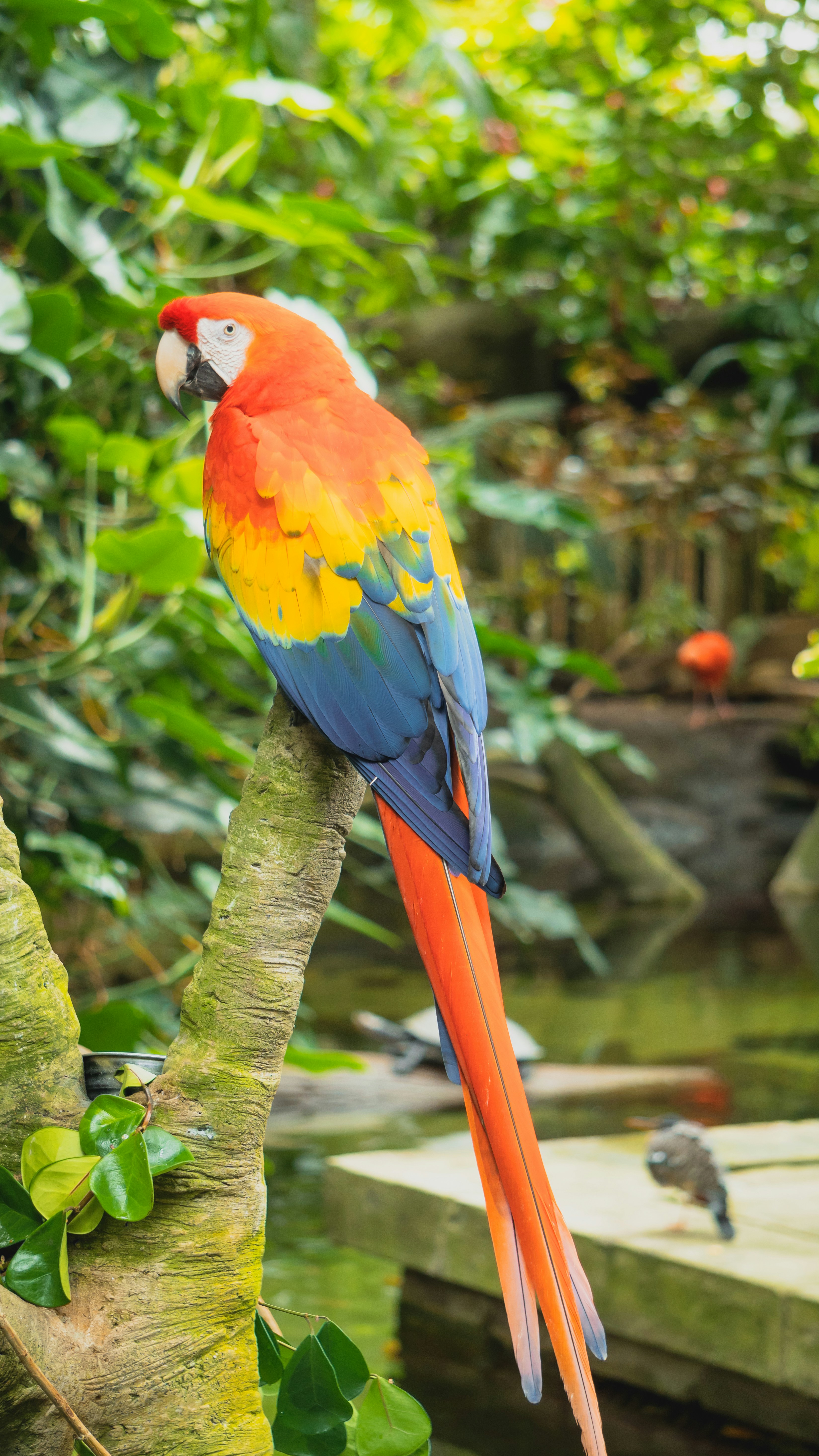 Red yellow blue and green parrot on brown tree branch photo – Free ...