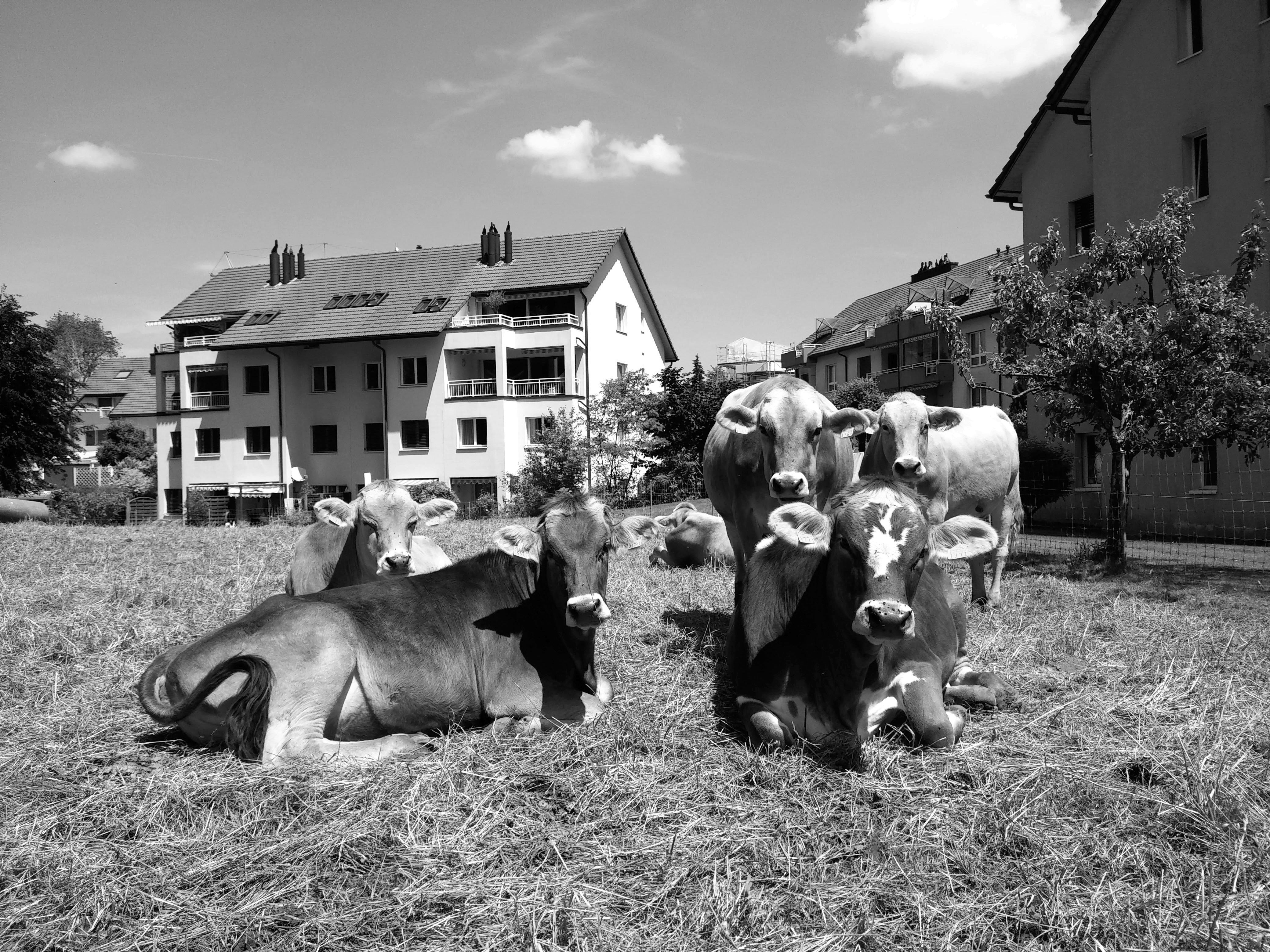 Quiet Herd at the Edge of Town: Cows Rest in a Field with Apartment Backdrop