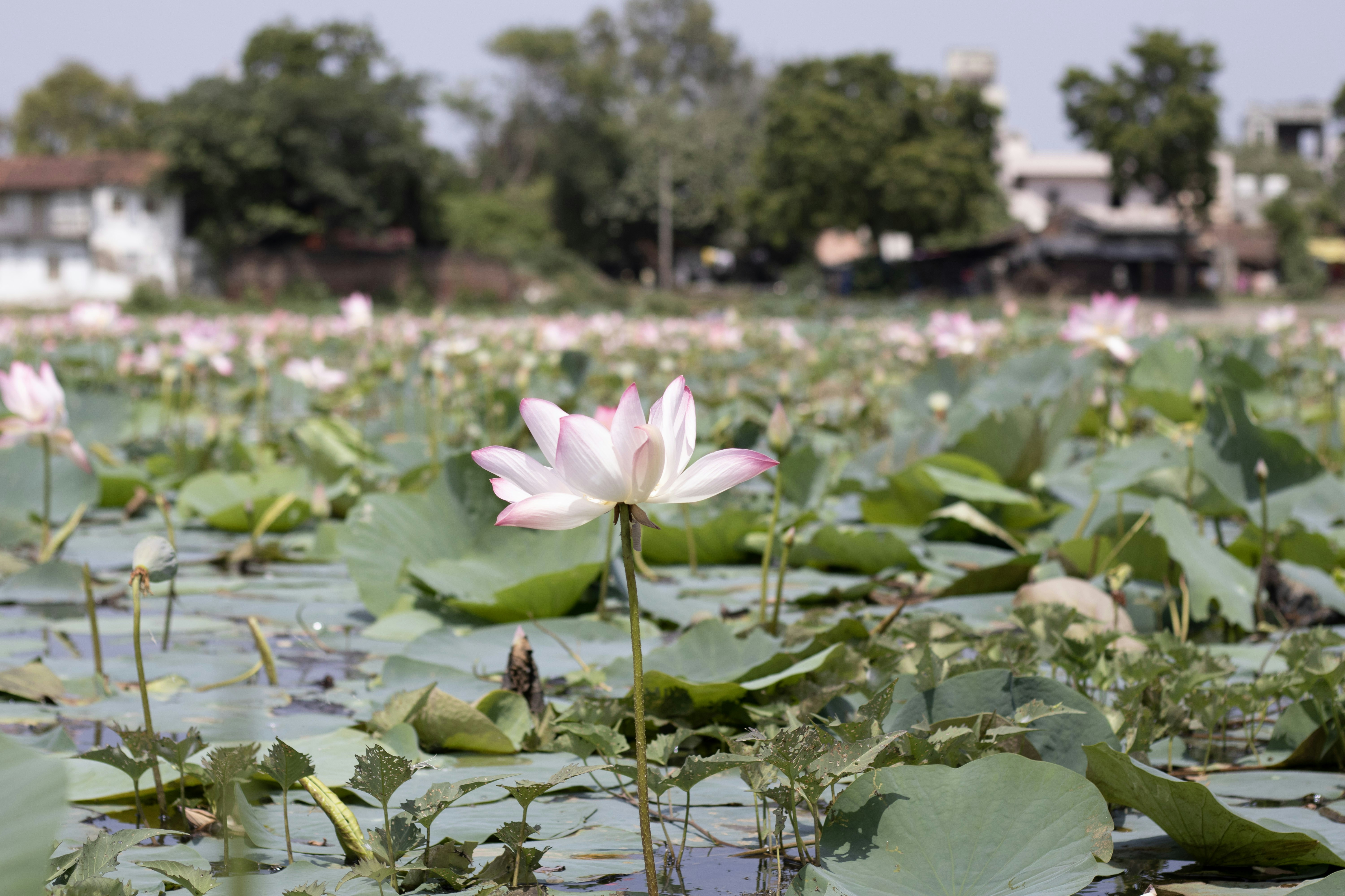 Centered Lotus: Pale Pink Bloom Rising Among Floating Green Carpets