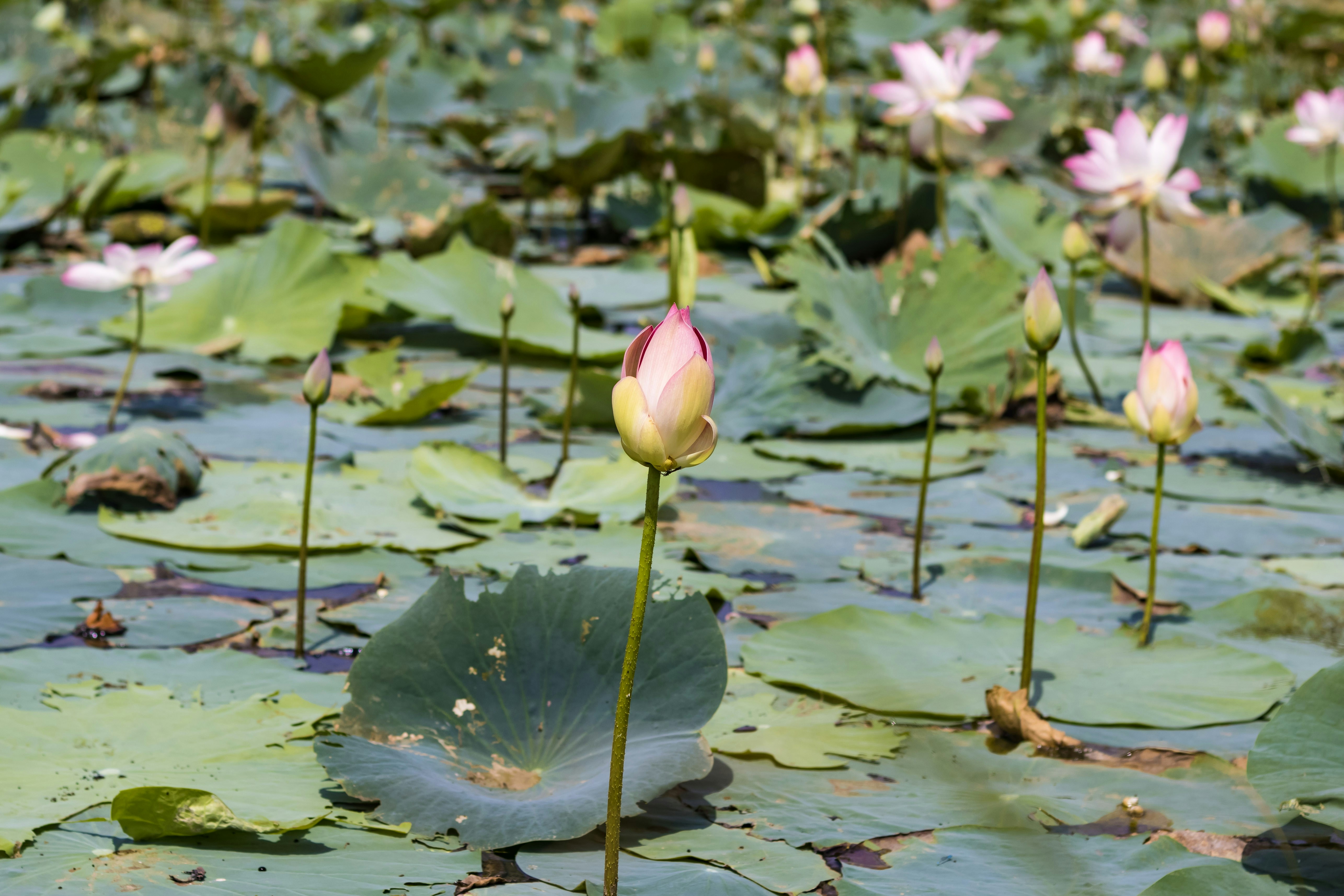 Lotus buds rising above a sea of green lily pads, with a few fully bloomed flowers in the background. The scene captures the serene beauty of a tranquil water garden.