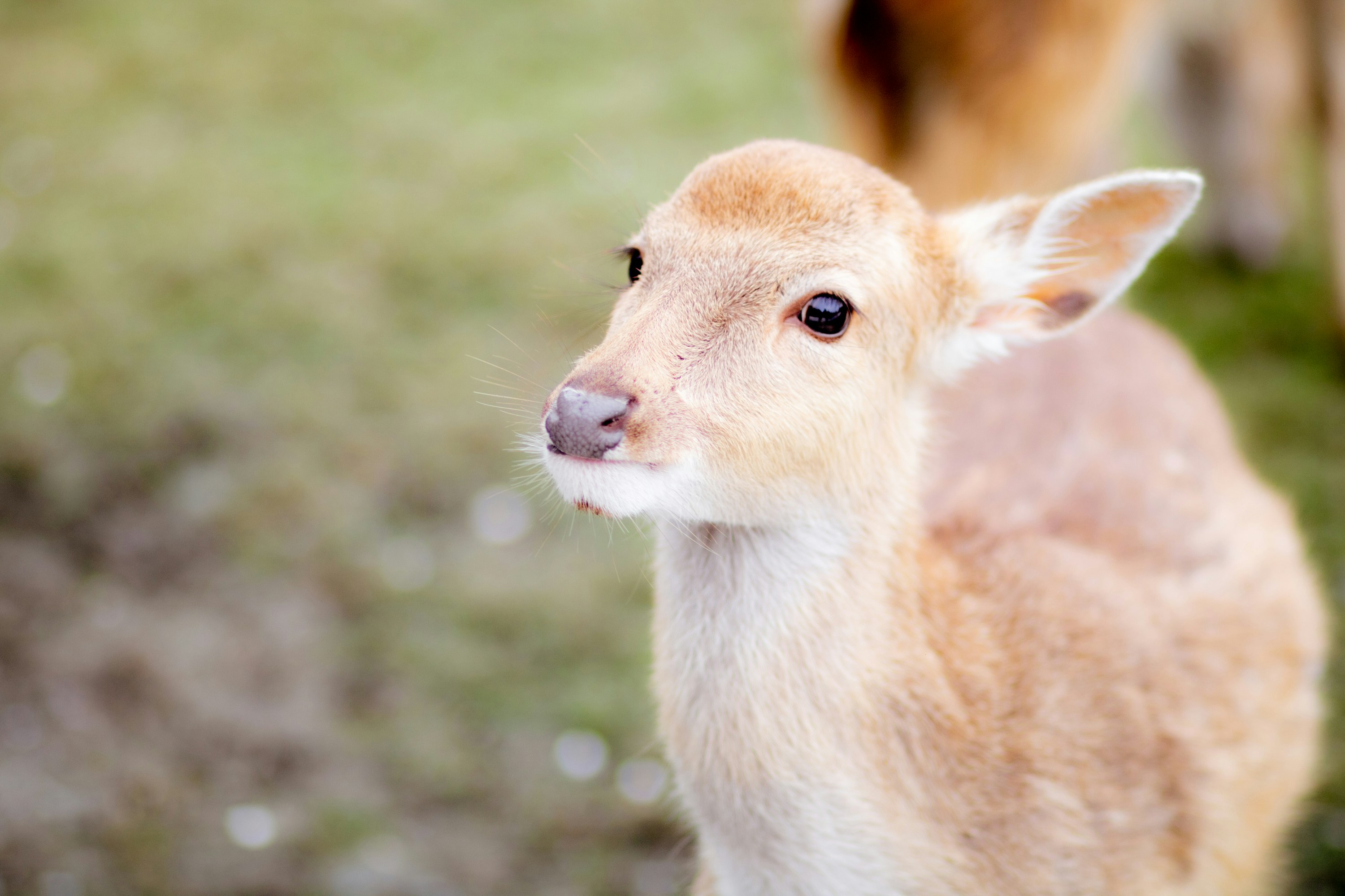 Soft-Gaze Fawn in a Quiet Meadow