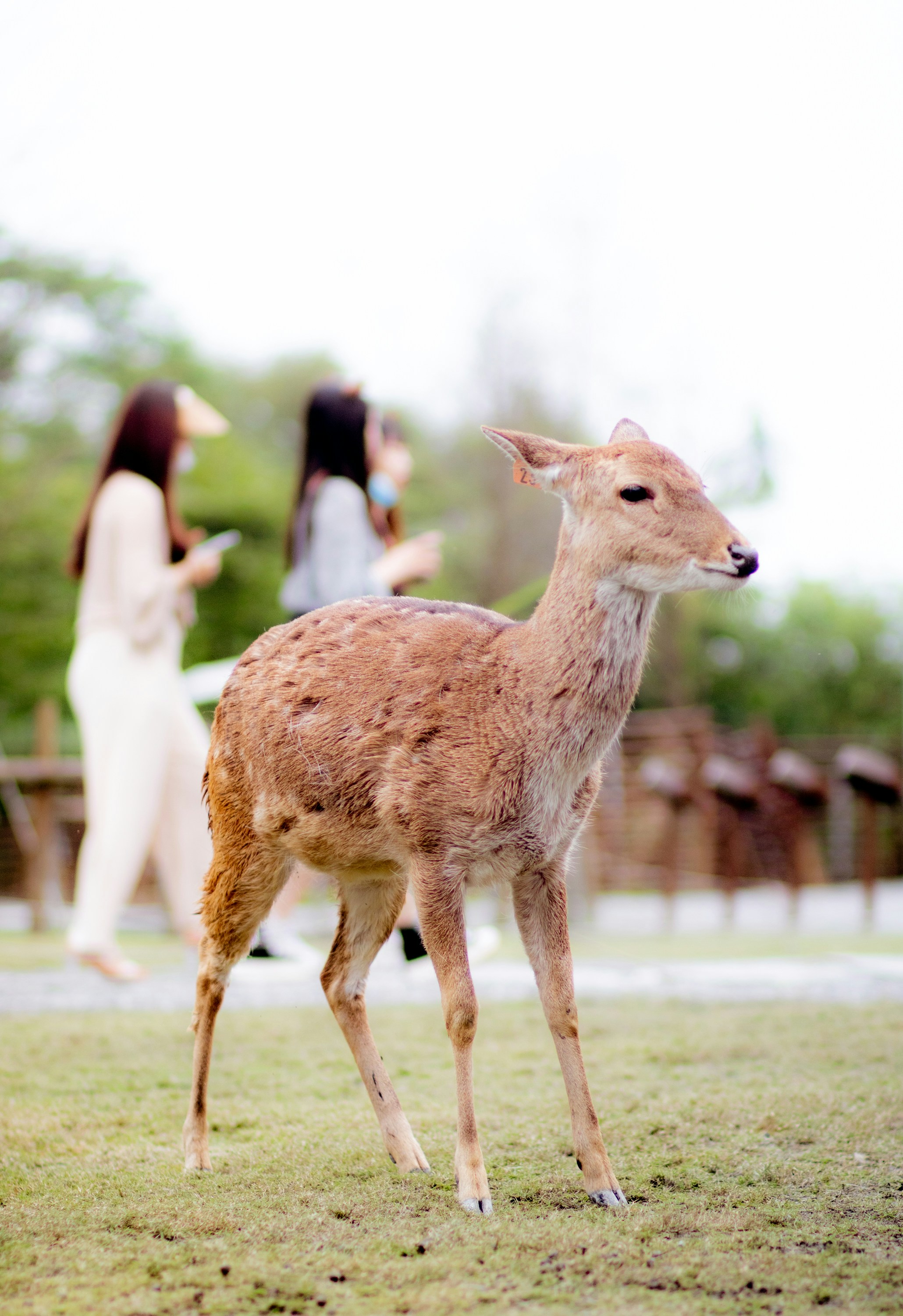 brown deer on green grass field during daytime