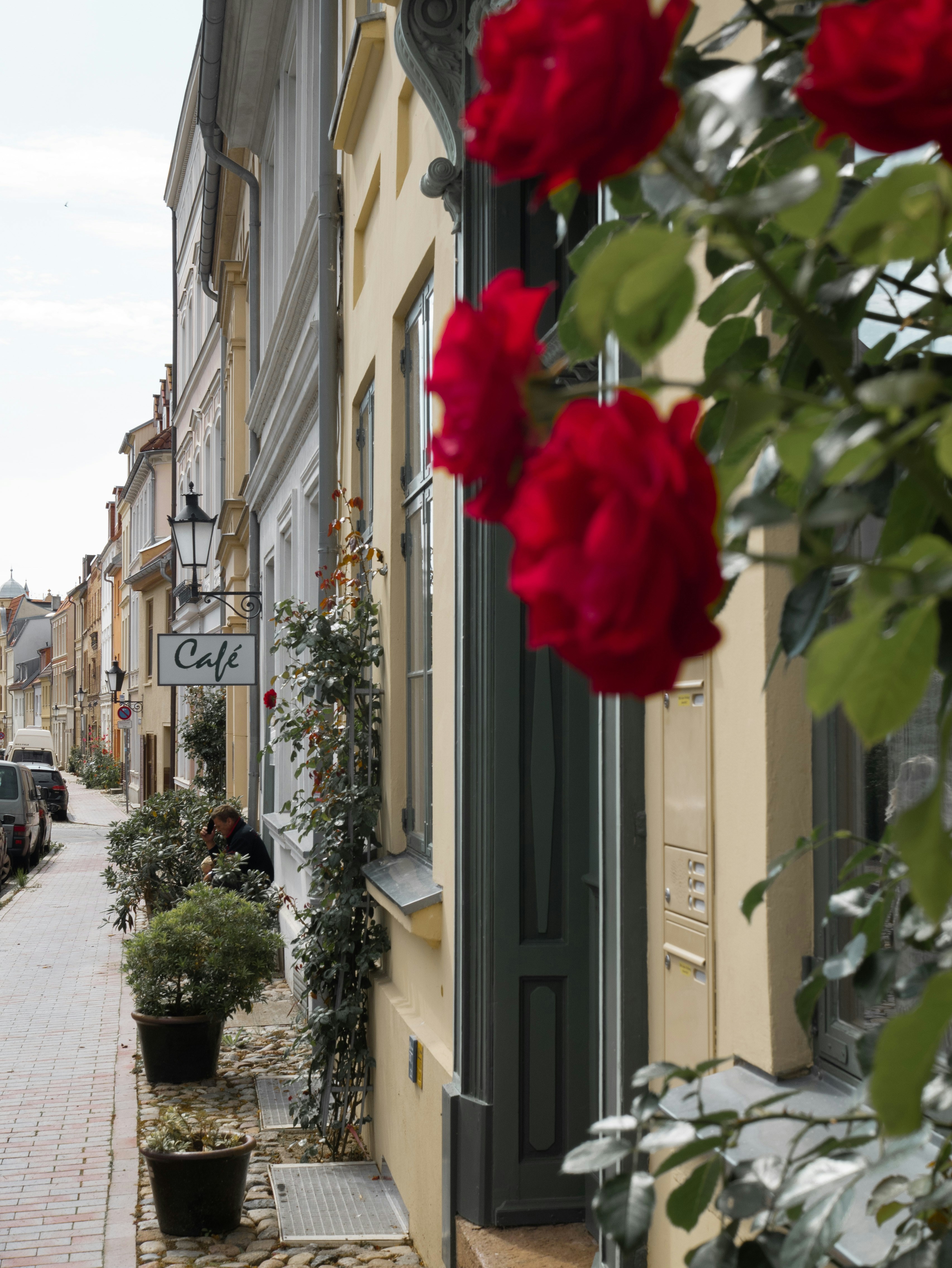 Cobbled Lane Café Sign Framed by Velvet Red Roses
