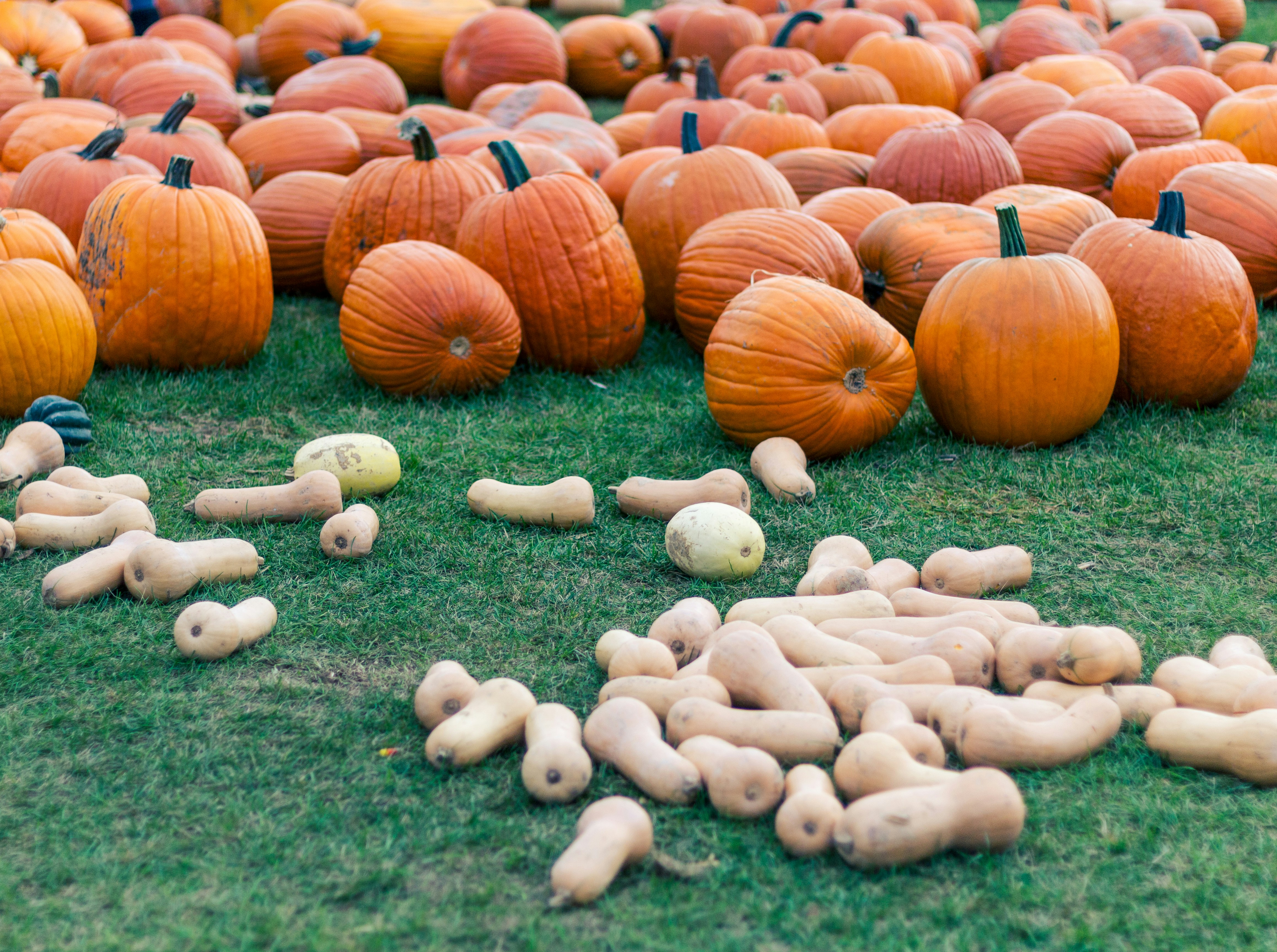 Orange pumpkins on green grass field photo – Free F&w schmitt’s family ...