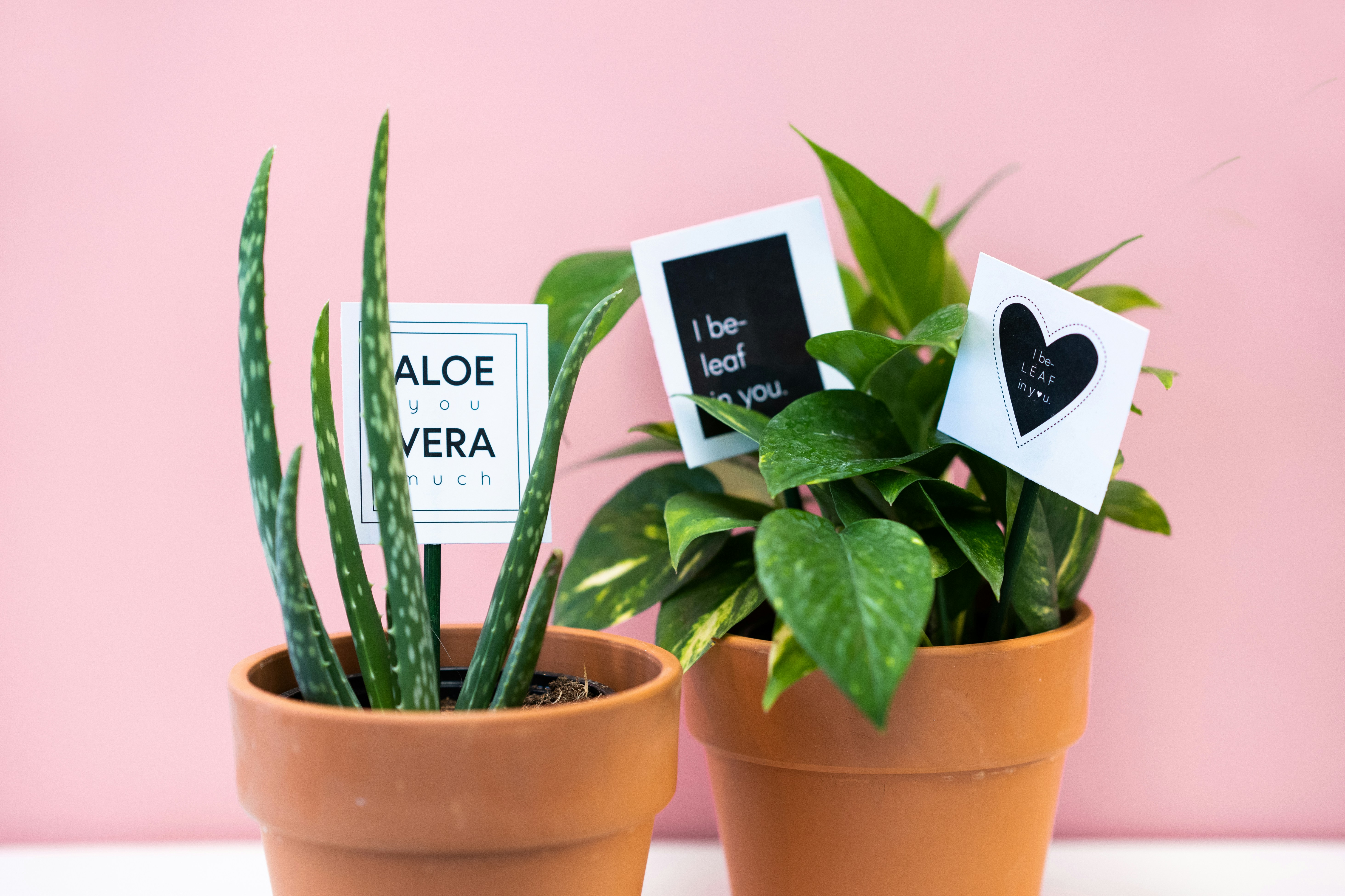 Potted Plants with Minimalist Signage on Soft Pink Backdrop