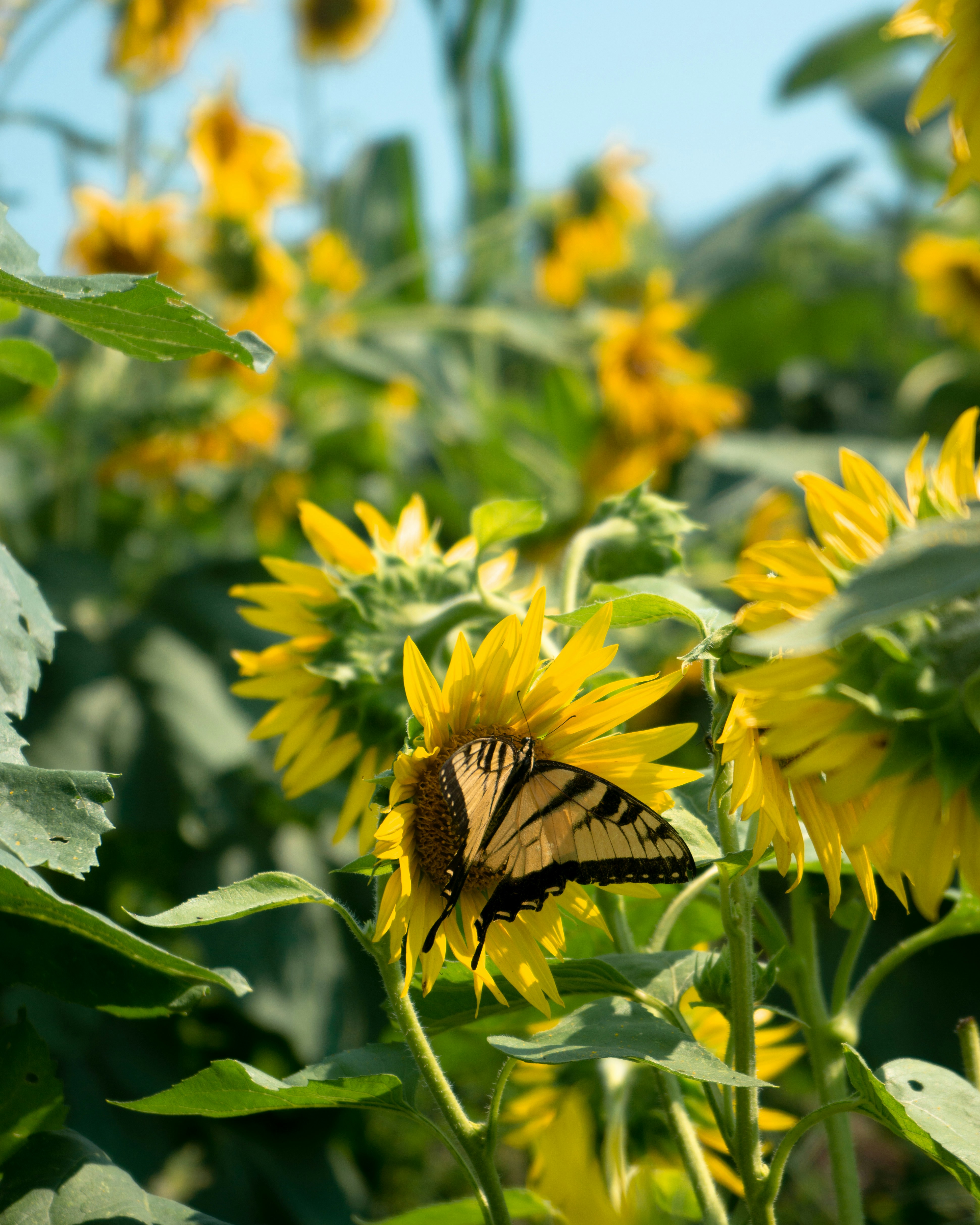 Ember Wings Among Golden Heads: A Butterfly on Sunflowers