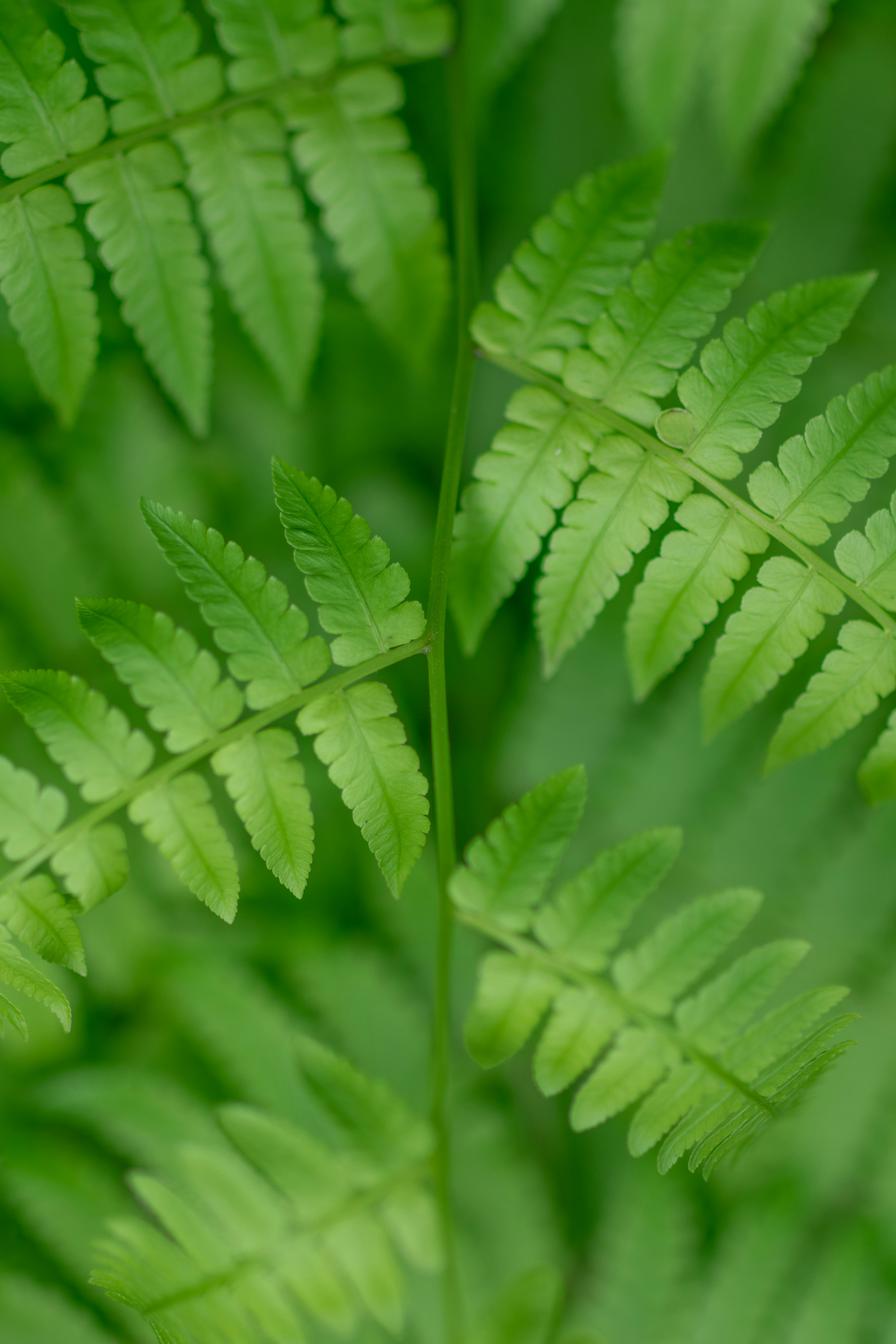 green leaf plant in close up photography