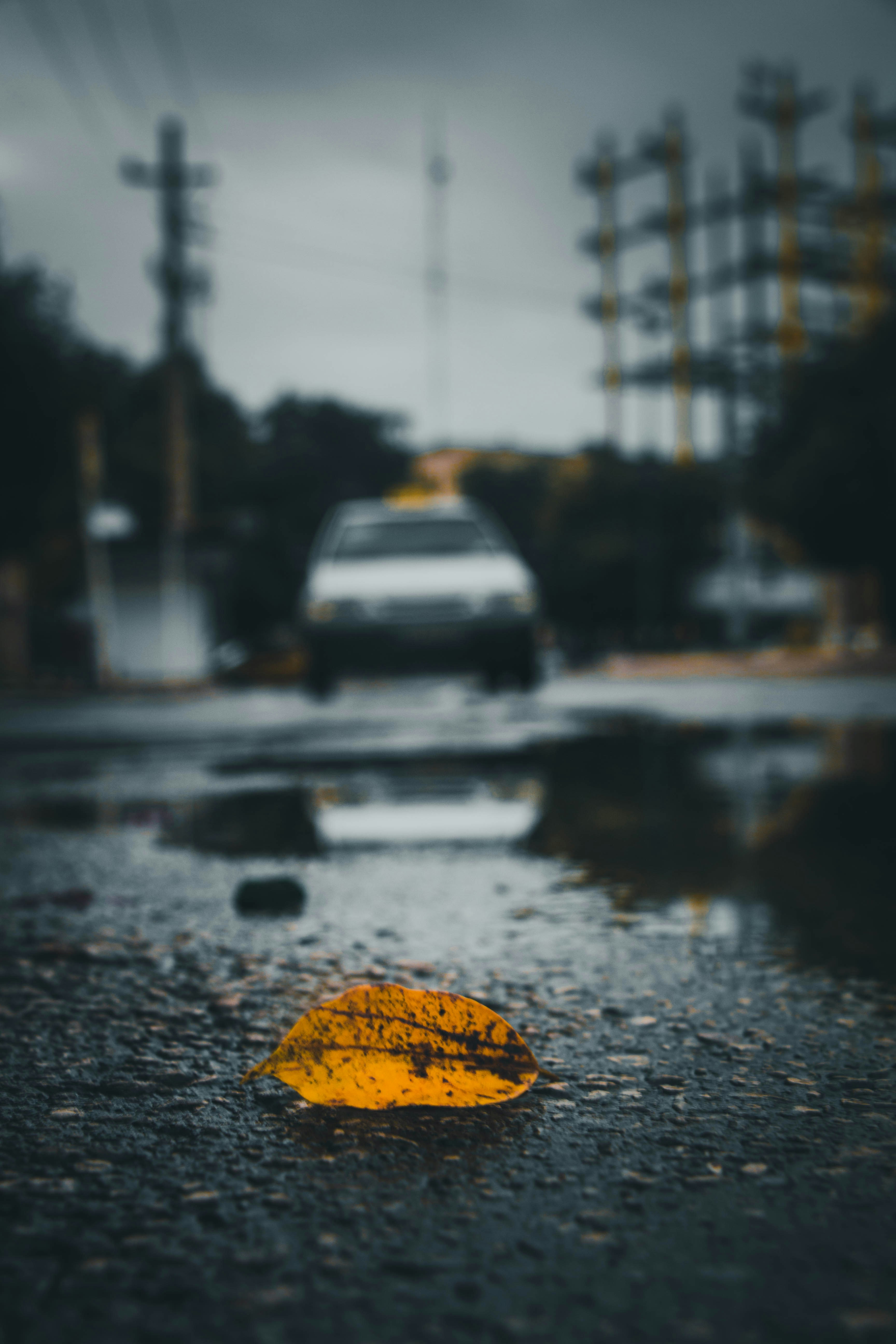Amber Leaf on a Rain-Washed Asphalt: A Moment of Quiet Focus
