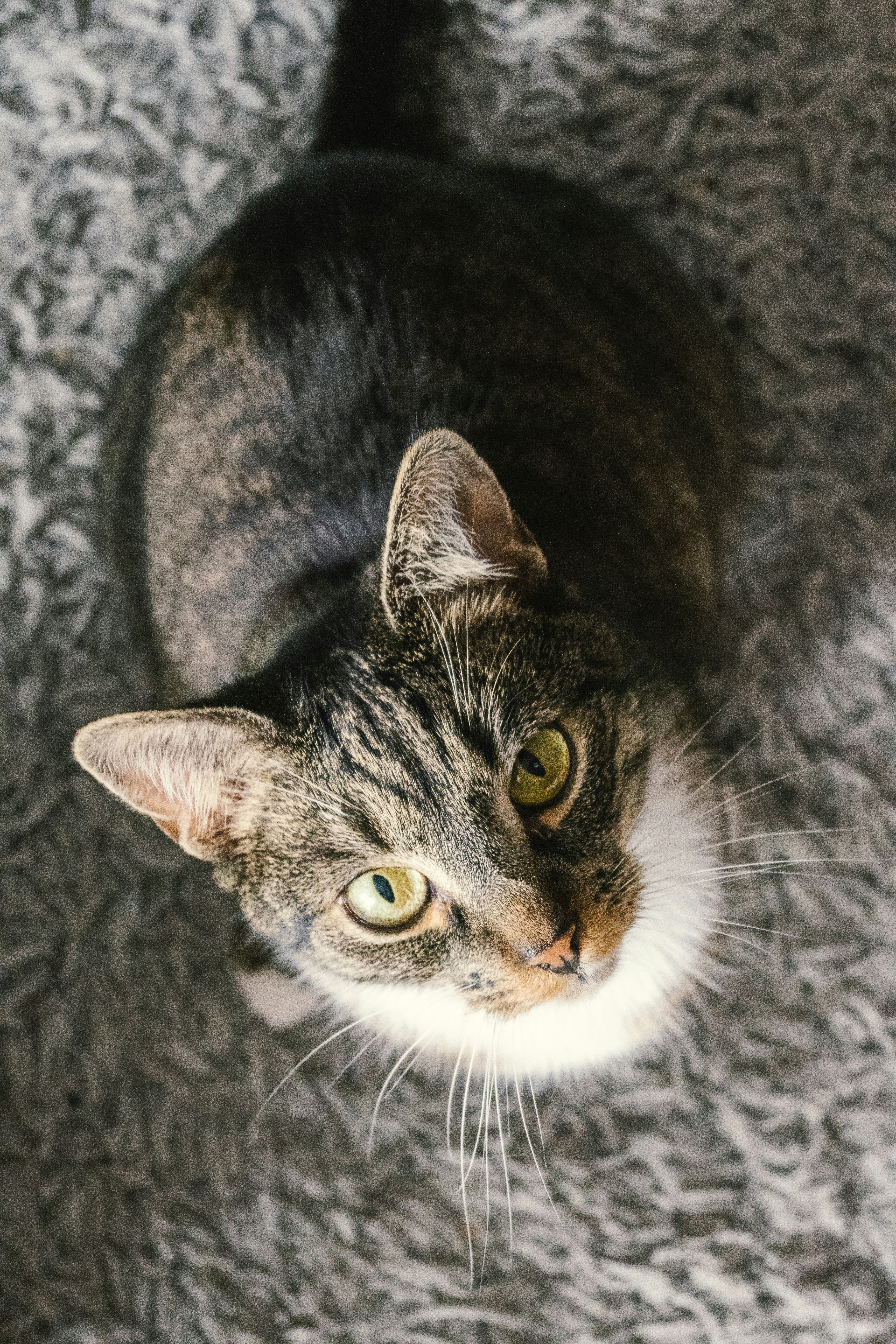 Emerald Gaze from Above: A Top-Down Portrait of a Curious Cat