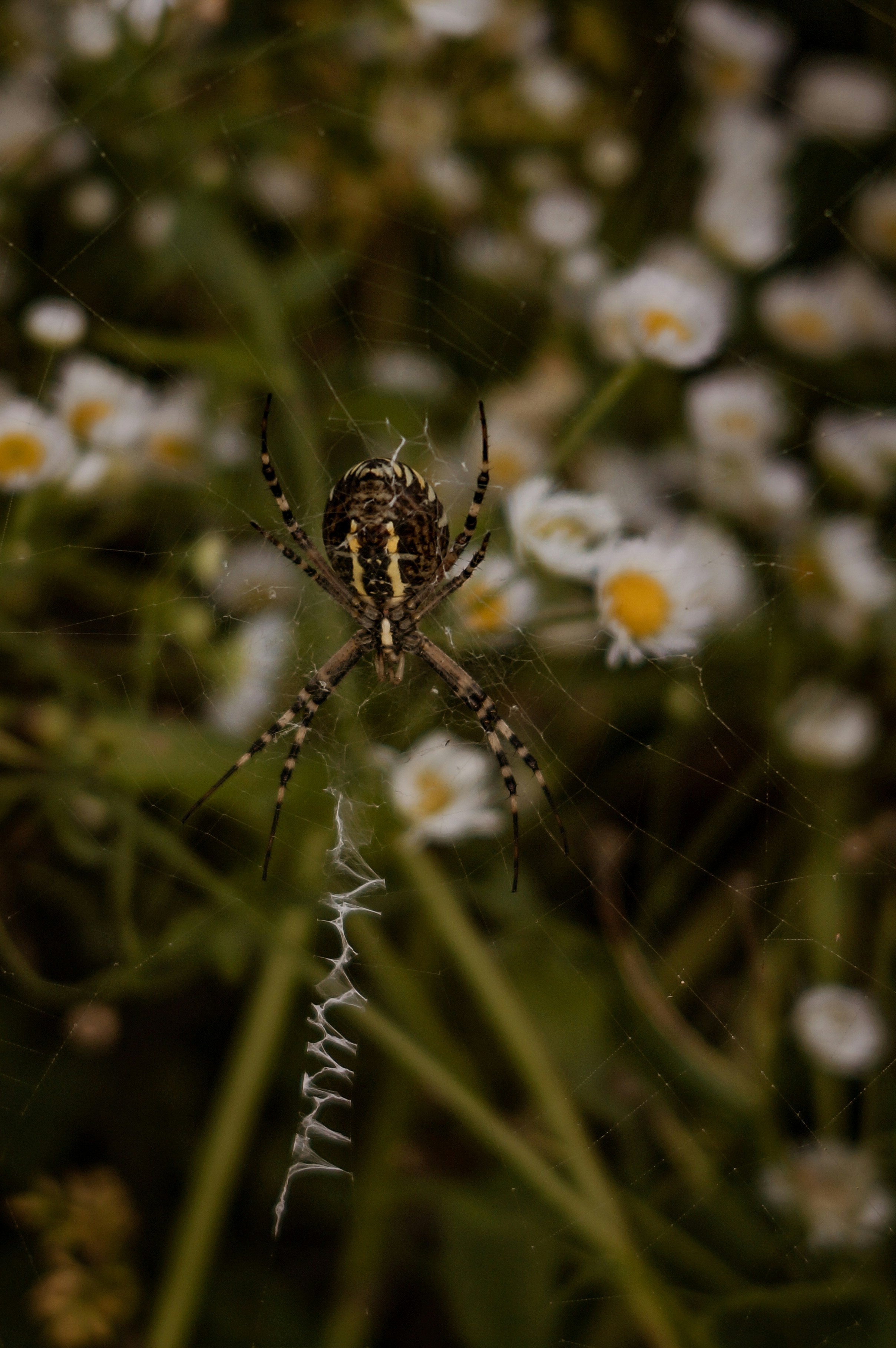 A detailed view of a spider suspended in its intricate web, surrounded by delicate white flowers. The composition highlights the contrast between the spider and its floral backdrop.