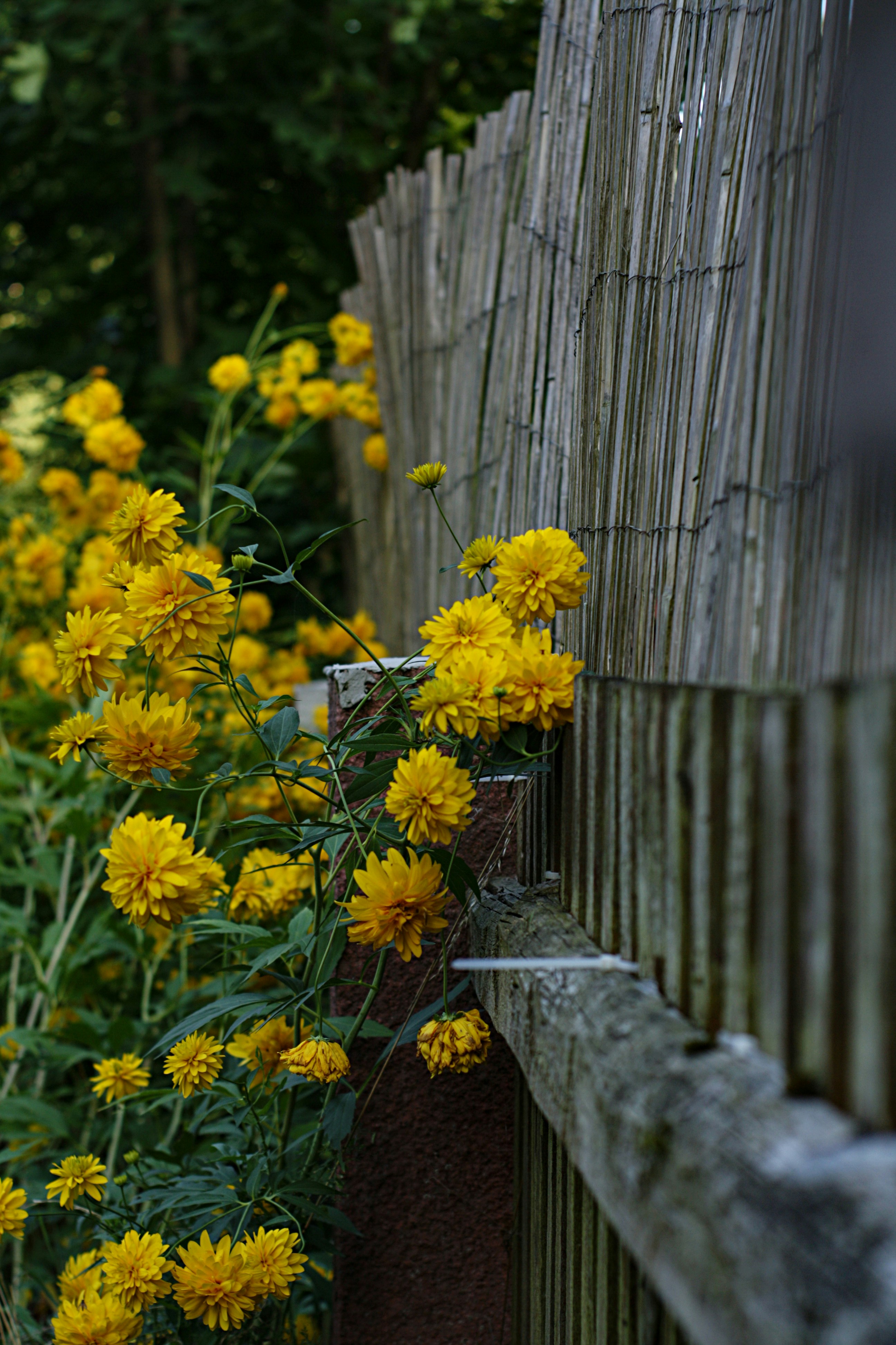 Sunlit marigolds cling to a weathered fence line