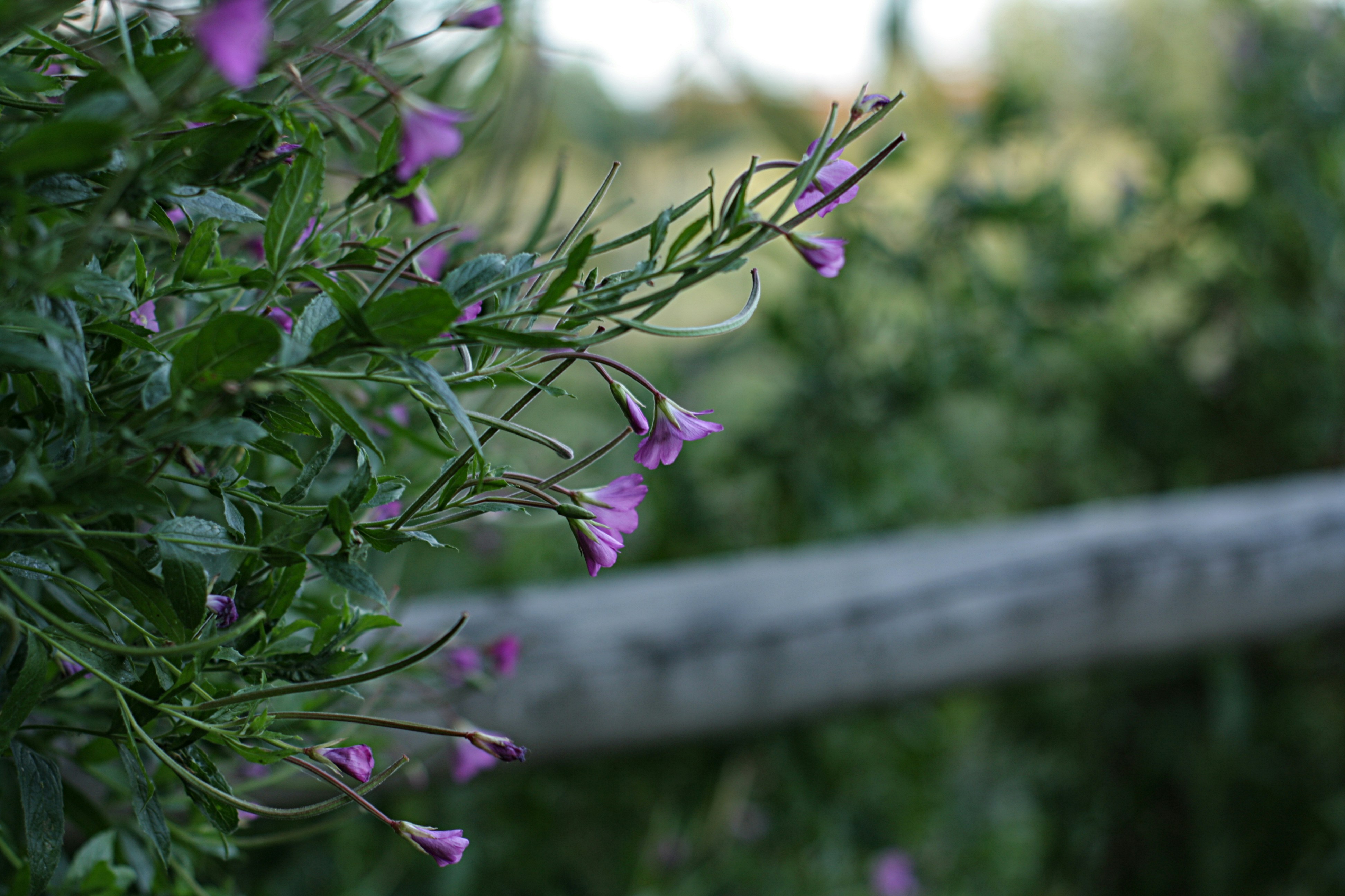 Magenta tendrils against weathered rails