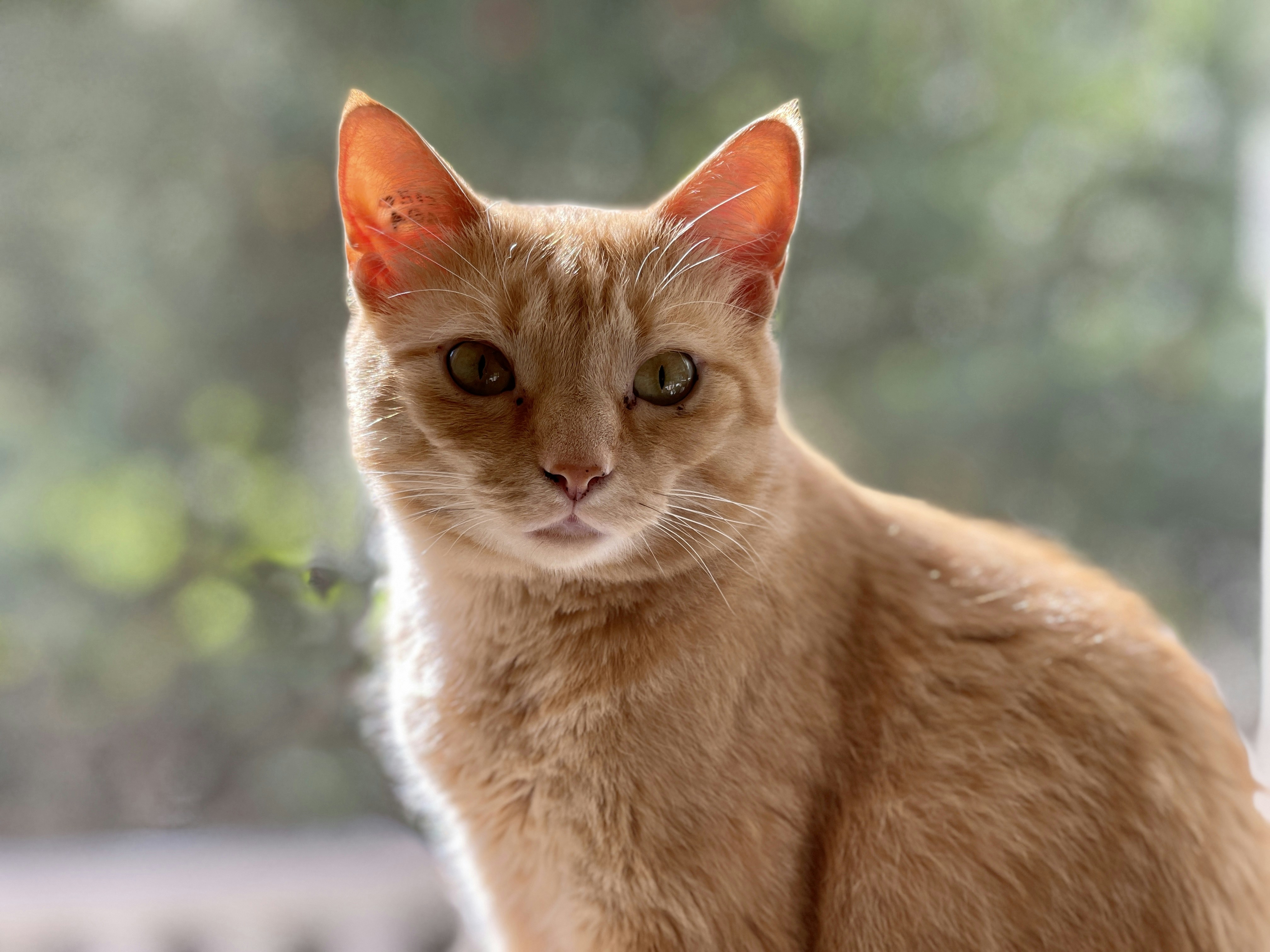 Light Orange Cat With Green Eyes